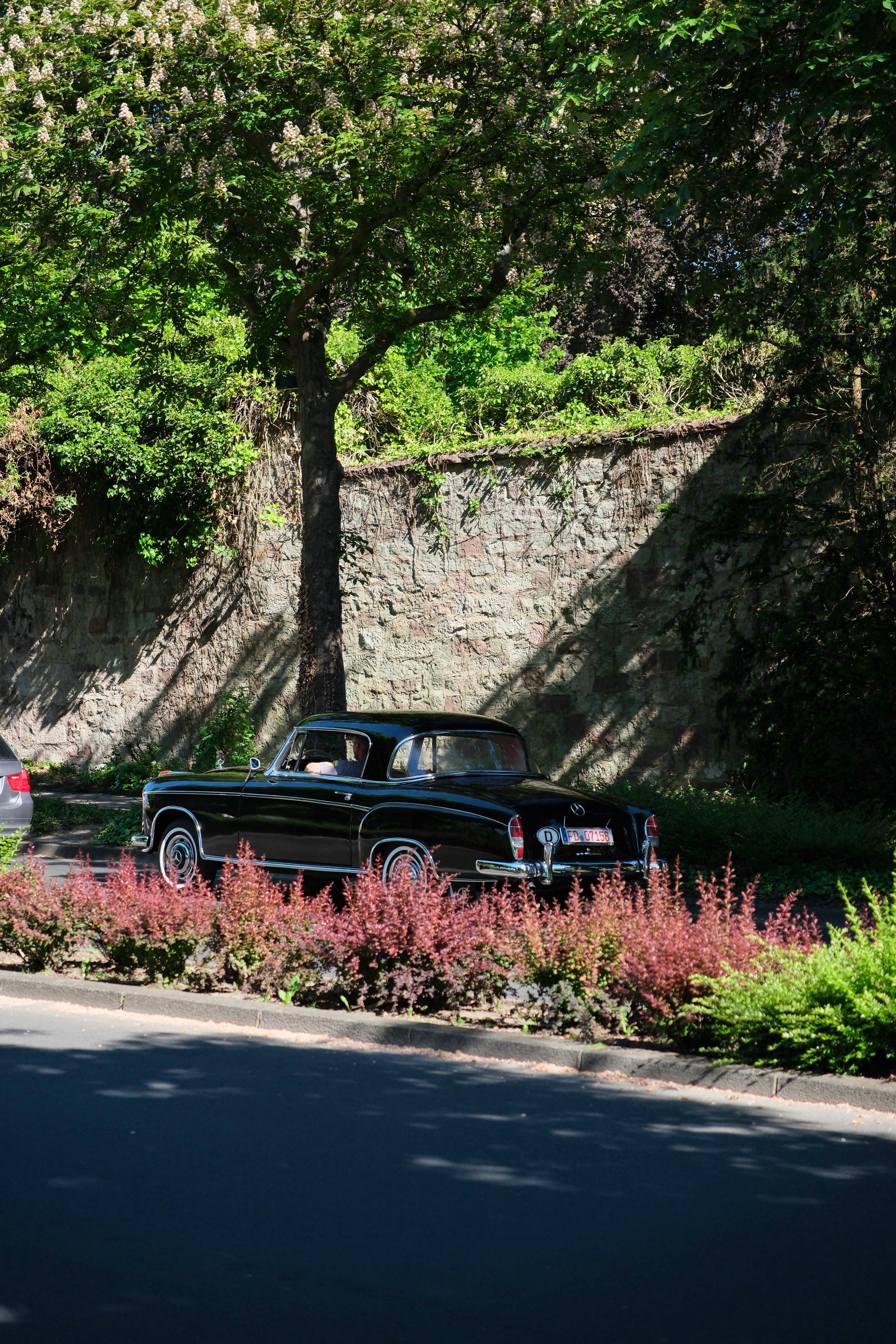 Mid-century sedan resting in a sunlit floral verge by a stone wall