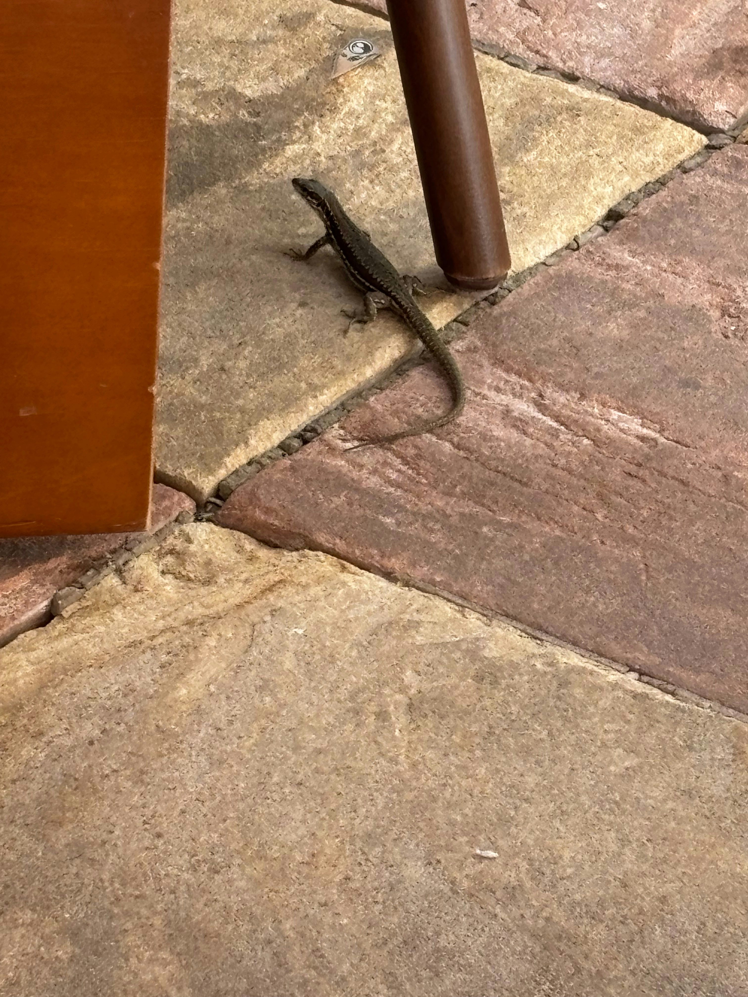 Small lizard on a stone-paved threshold near a wooden leg and metal post, captured at ground level with emphasis on texture and contrast.