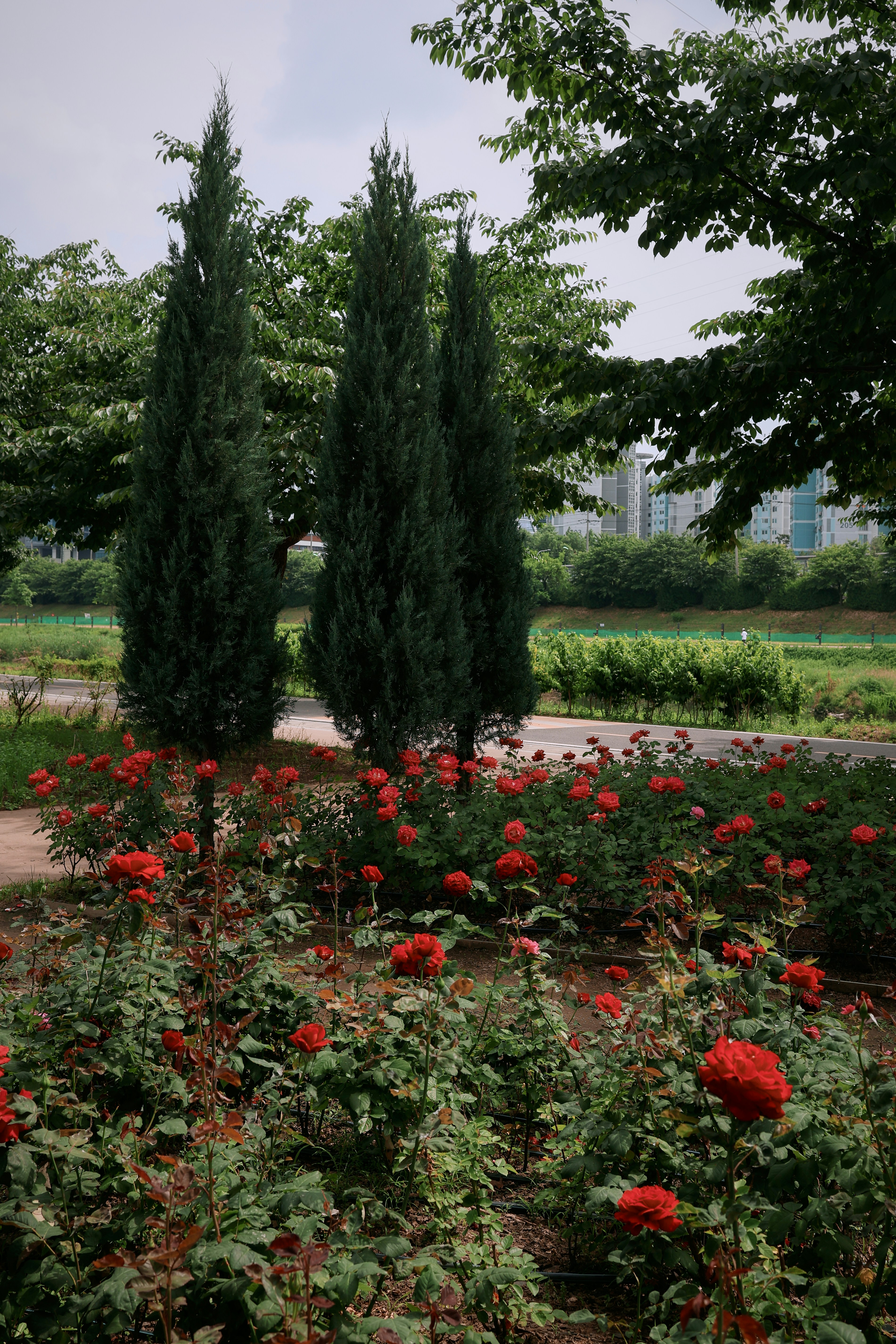 Rose Garden Corridor with Tall evergreens Under a Quiet Sky