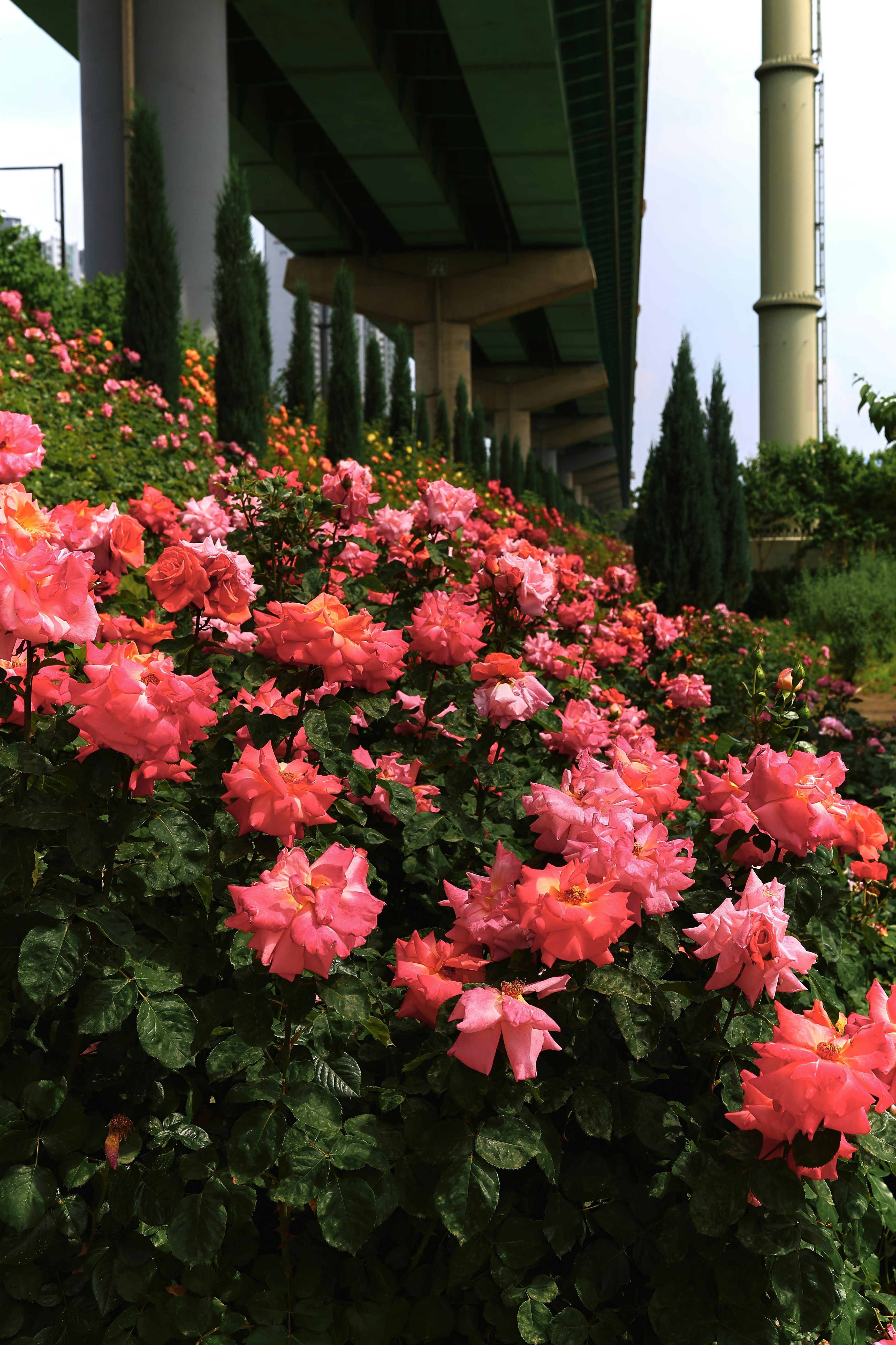 Pink roses blooming under a large concrete bridge