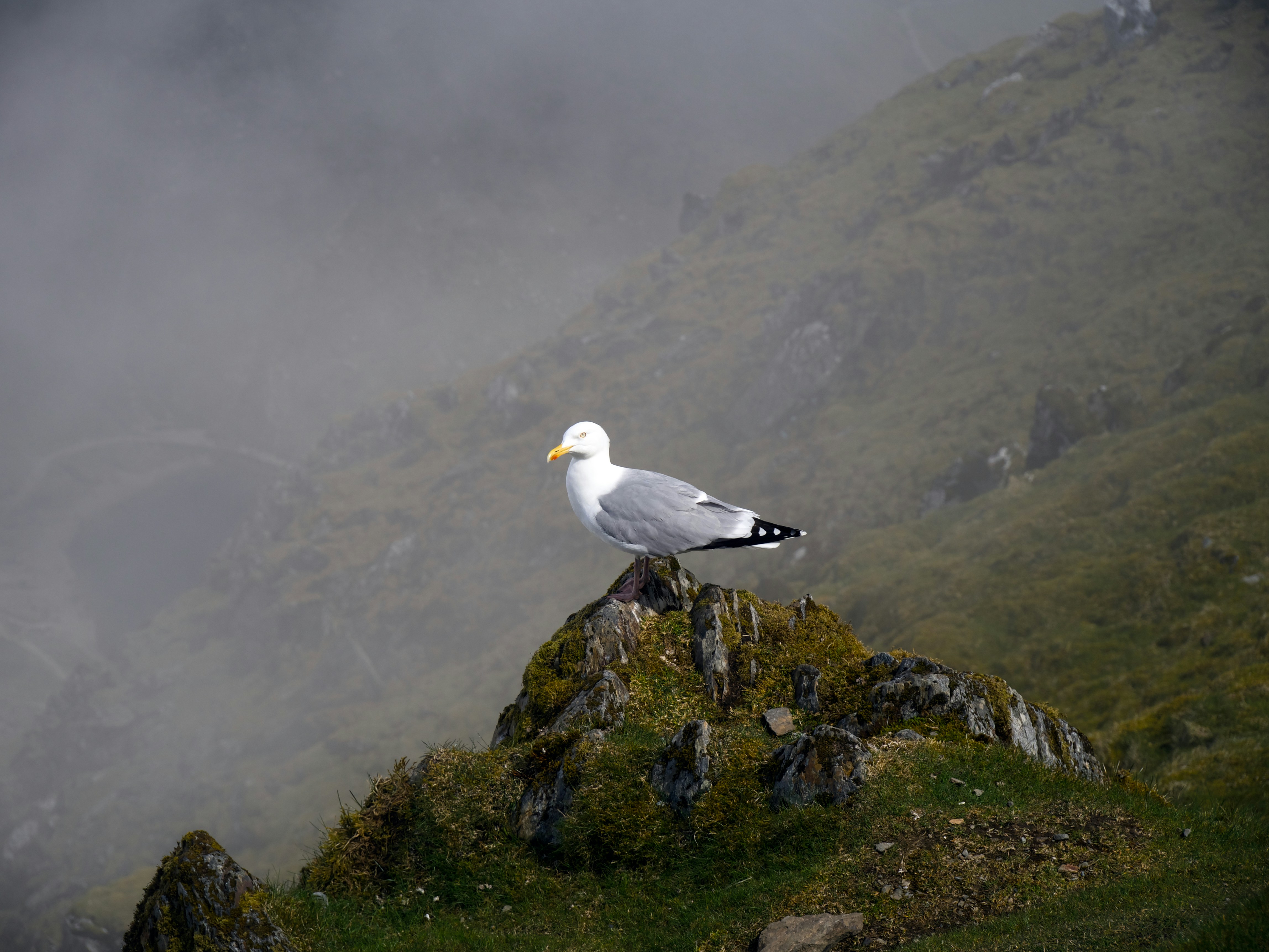 Seabird Sentinel on a Highland Crag