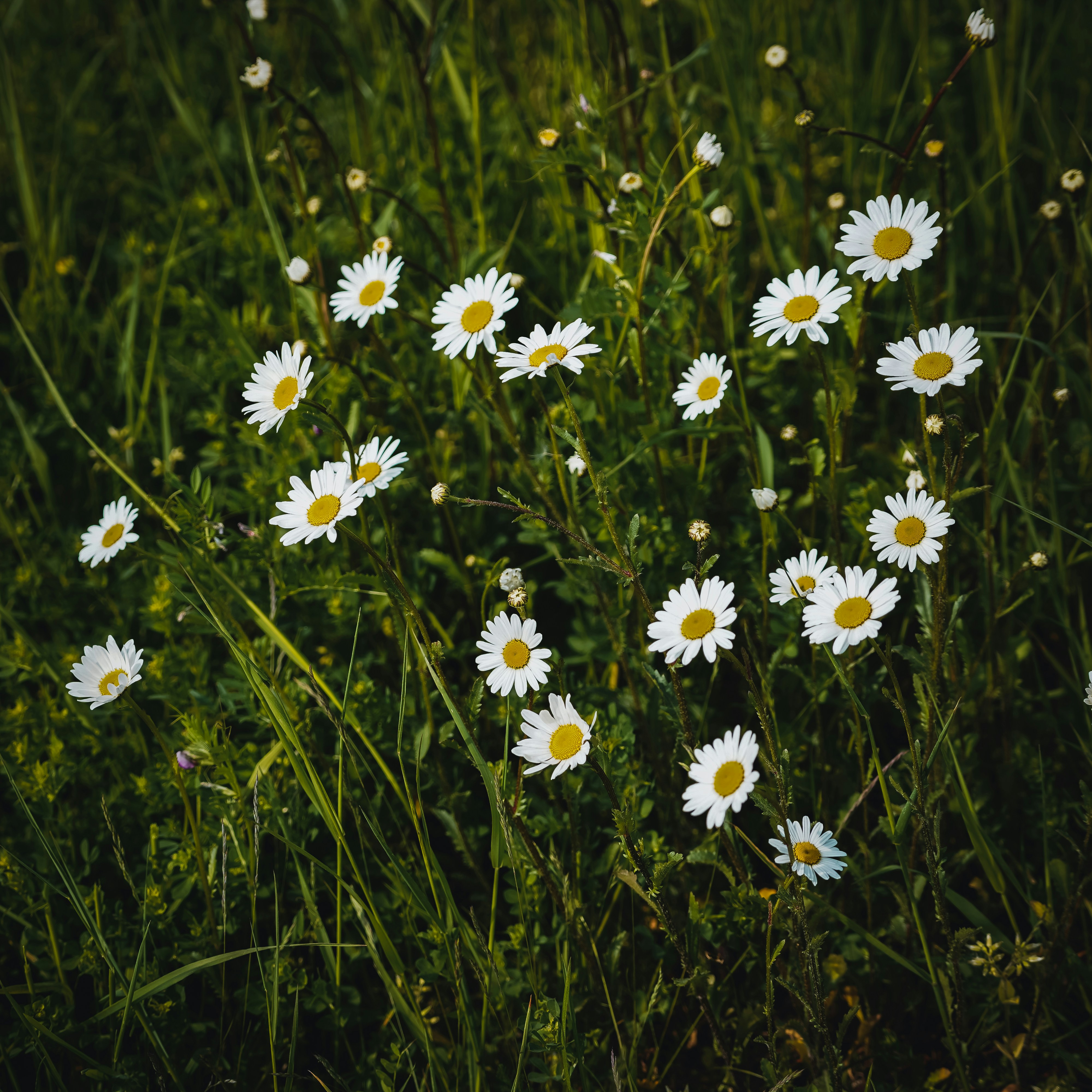 Field of White Circles: A Sea of Daisies in Soft Afternoon Light