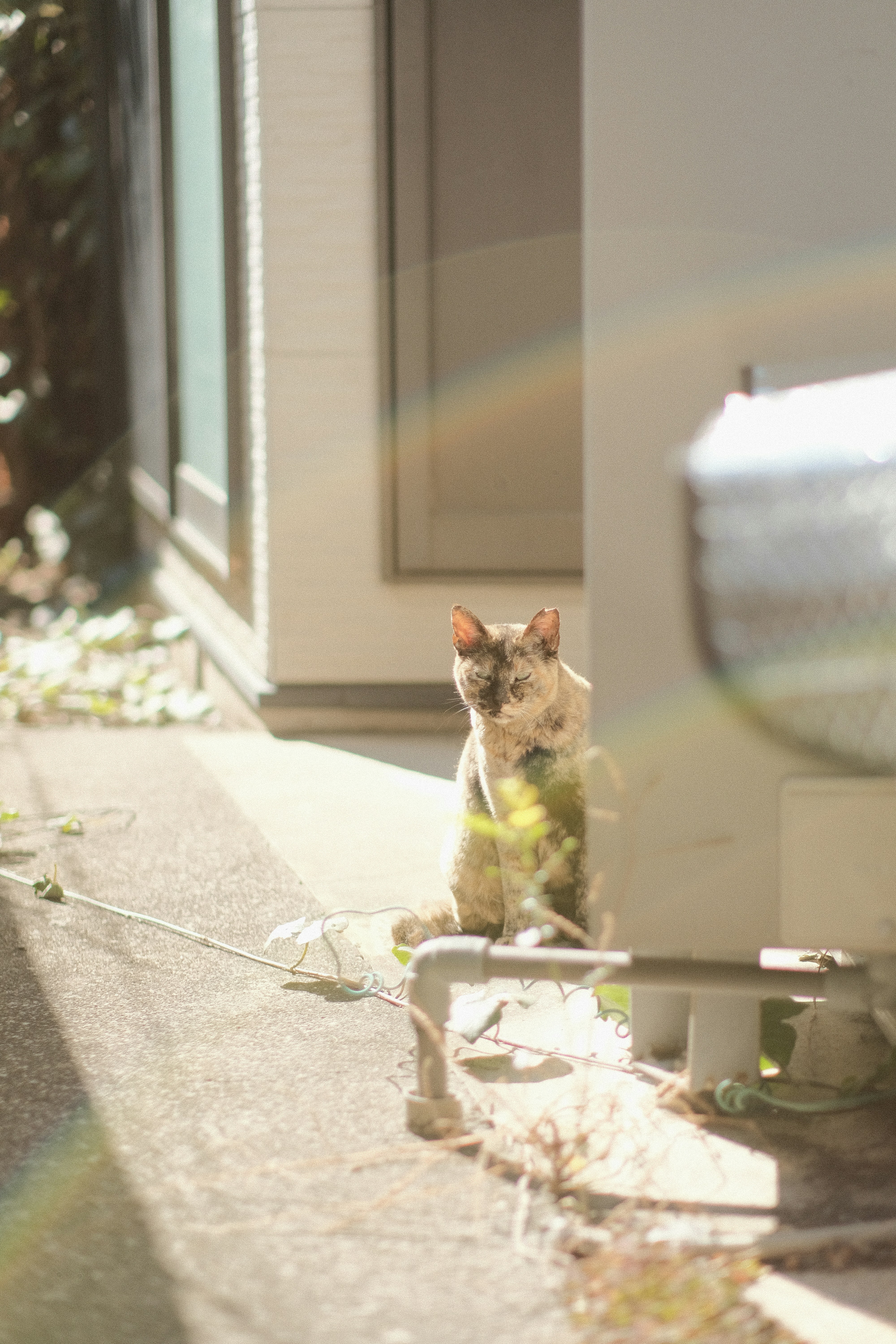 Sunlit Stray: A Cat in Quiet Afternoon Light