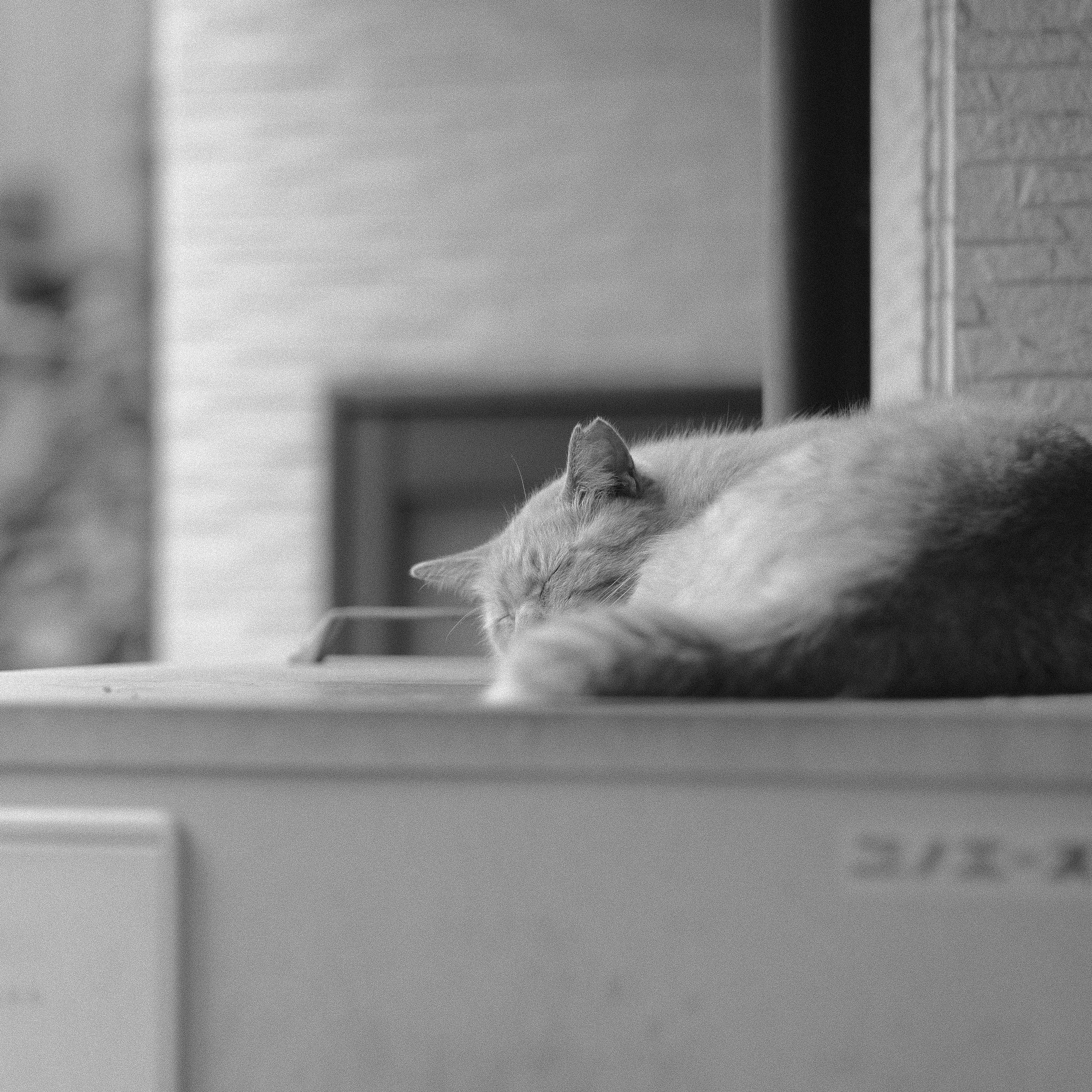 A black and white cat sleeping on a window ledge. photo – Free Animal ...