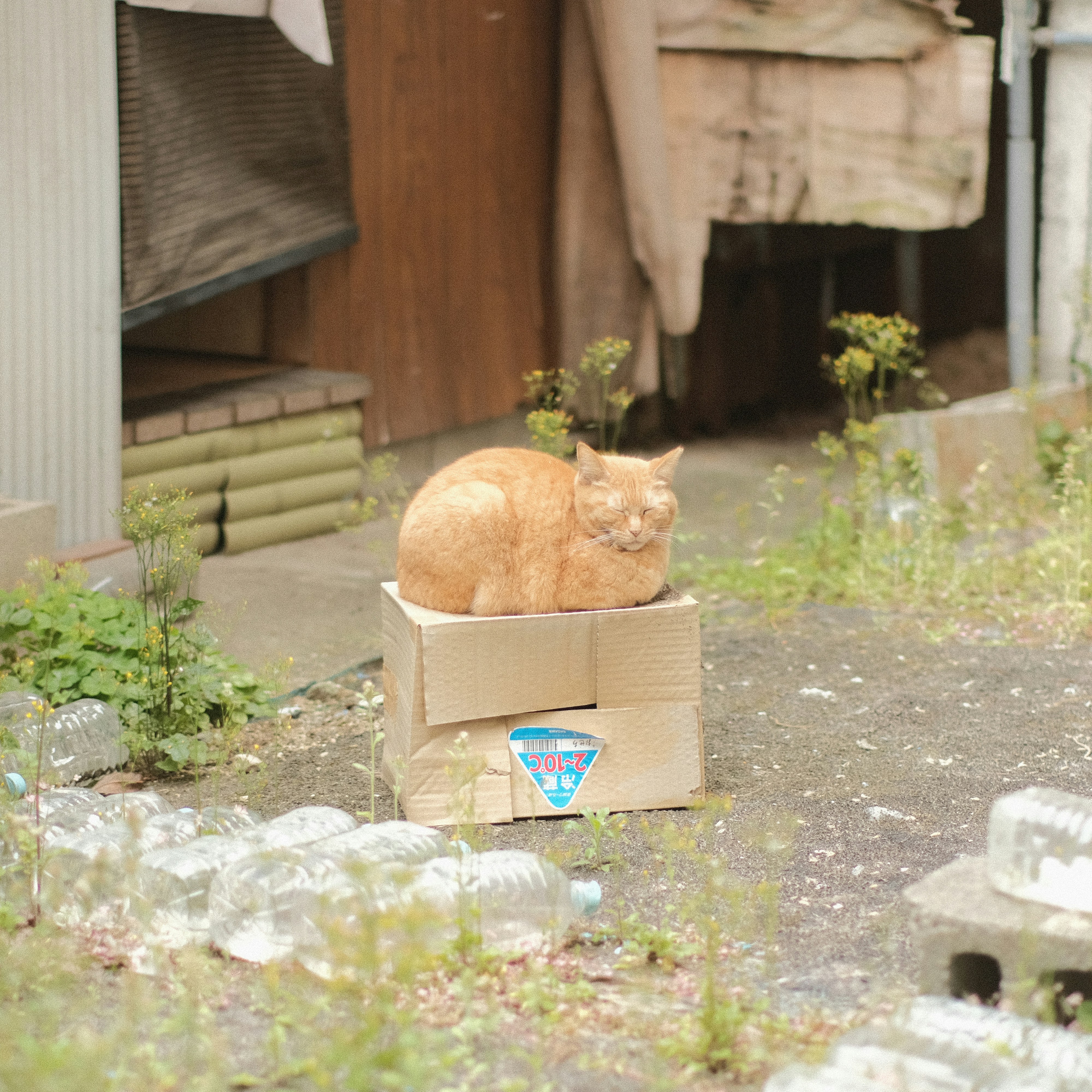 Orange Cat on a Cardboard Pedestal in a Quiet Yard