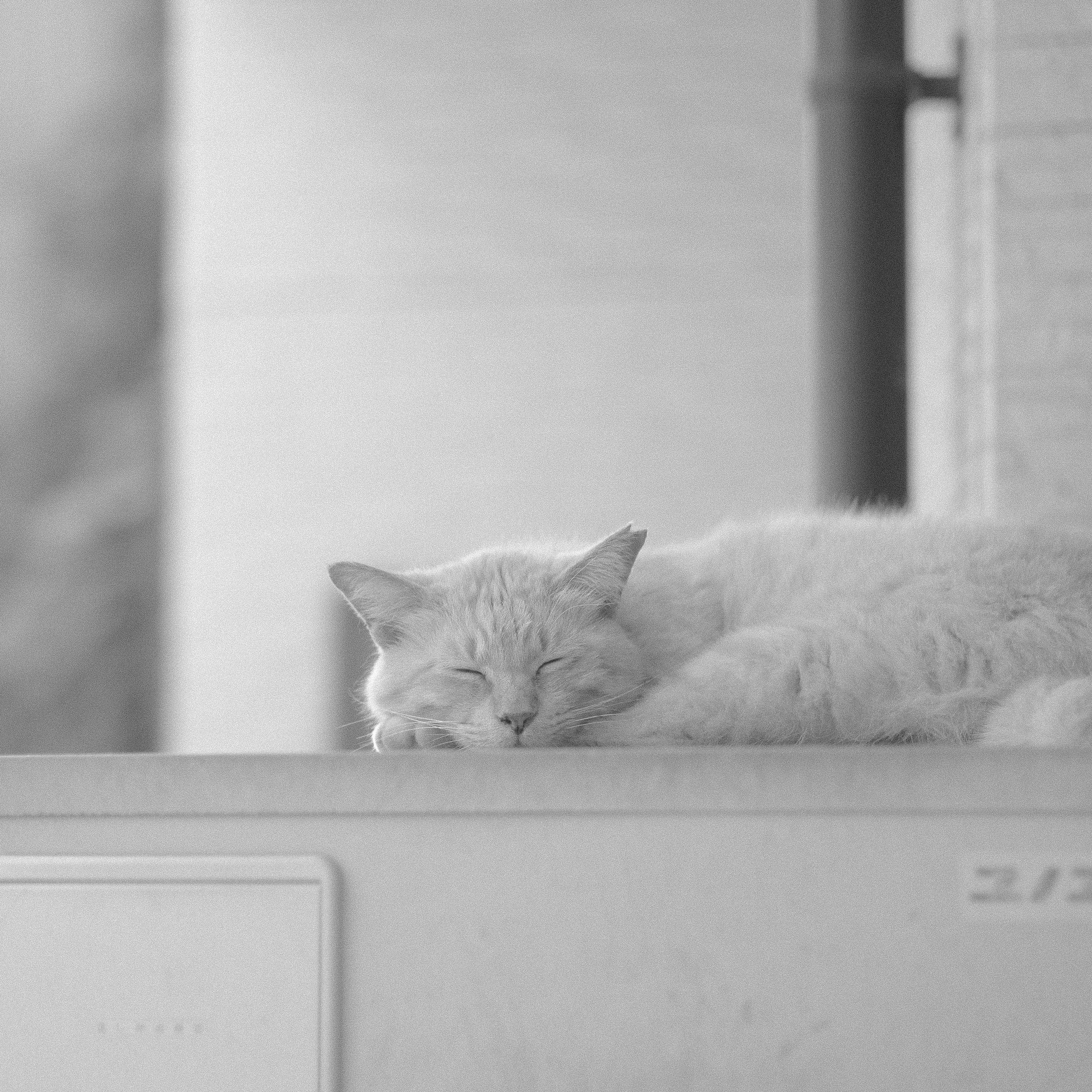 Quiet Slumber on a White Balcony