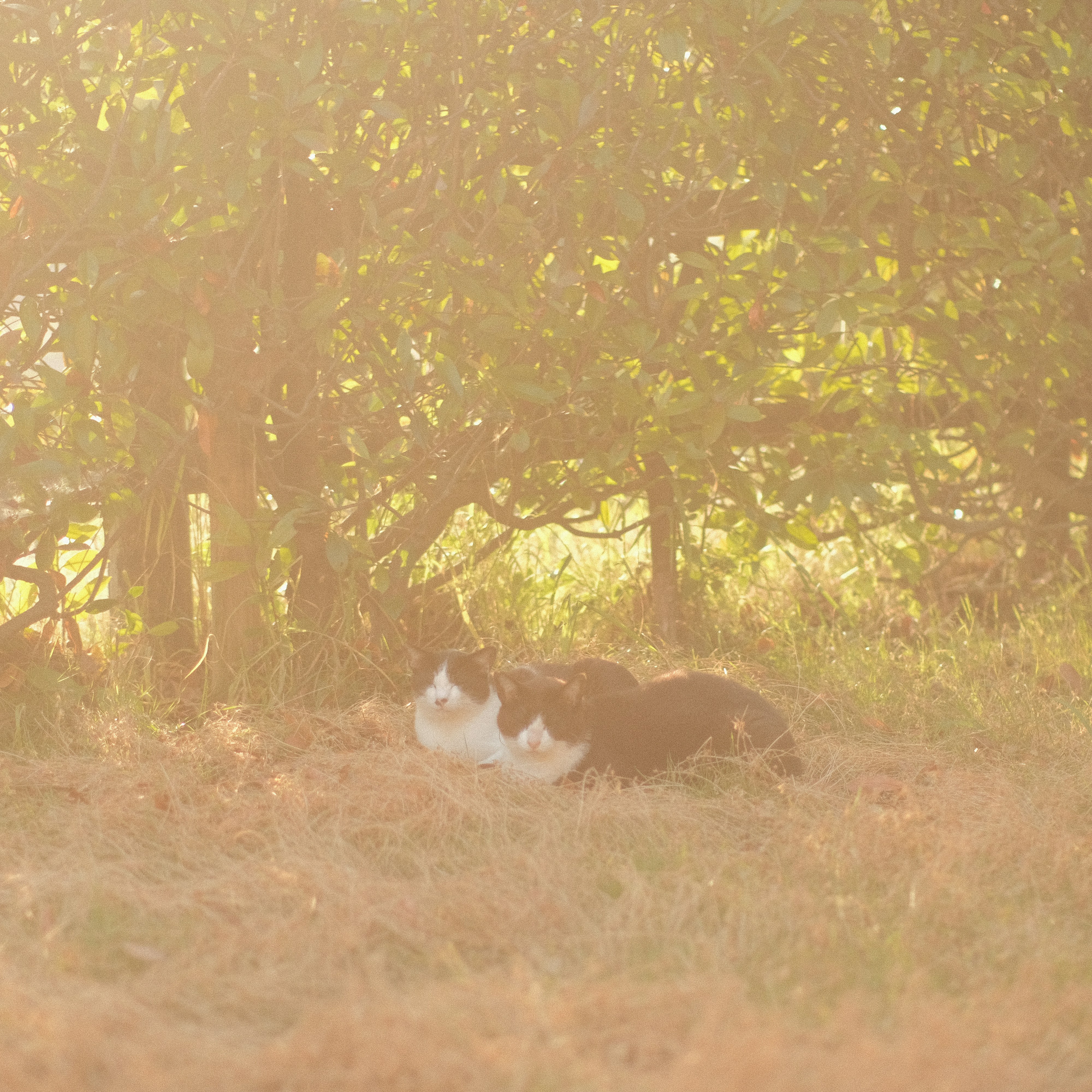 Cozy Slumber in the Orchard