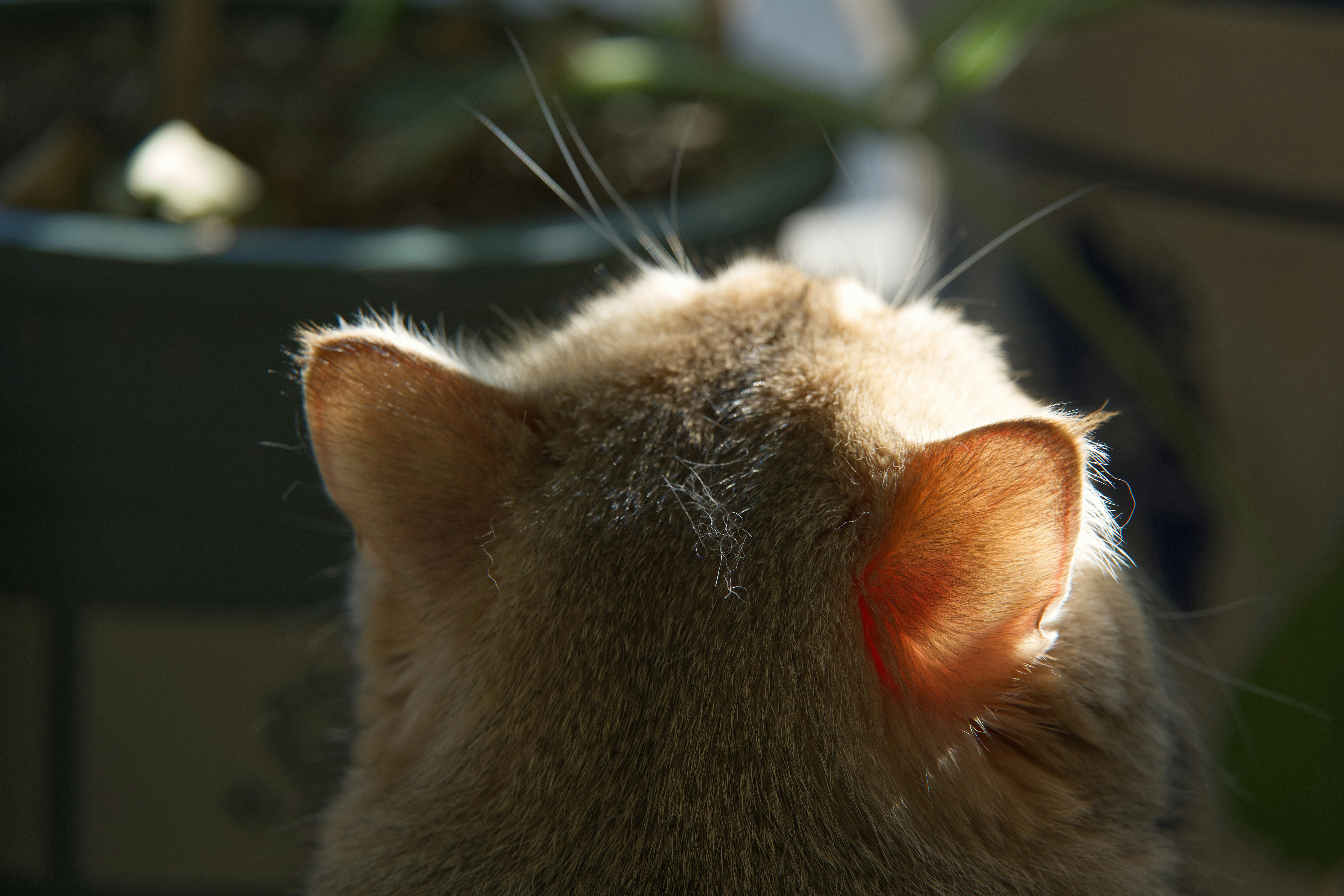 Backlit Feline Portrait: Quiet Whiskers in Morning Light