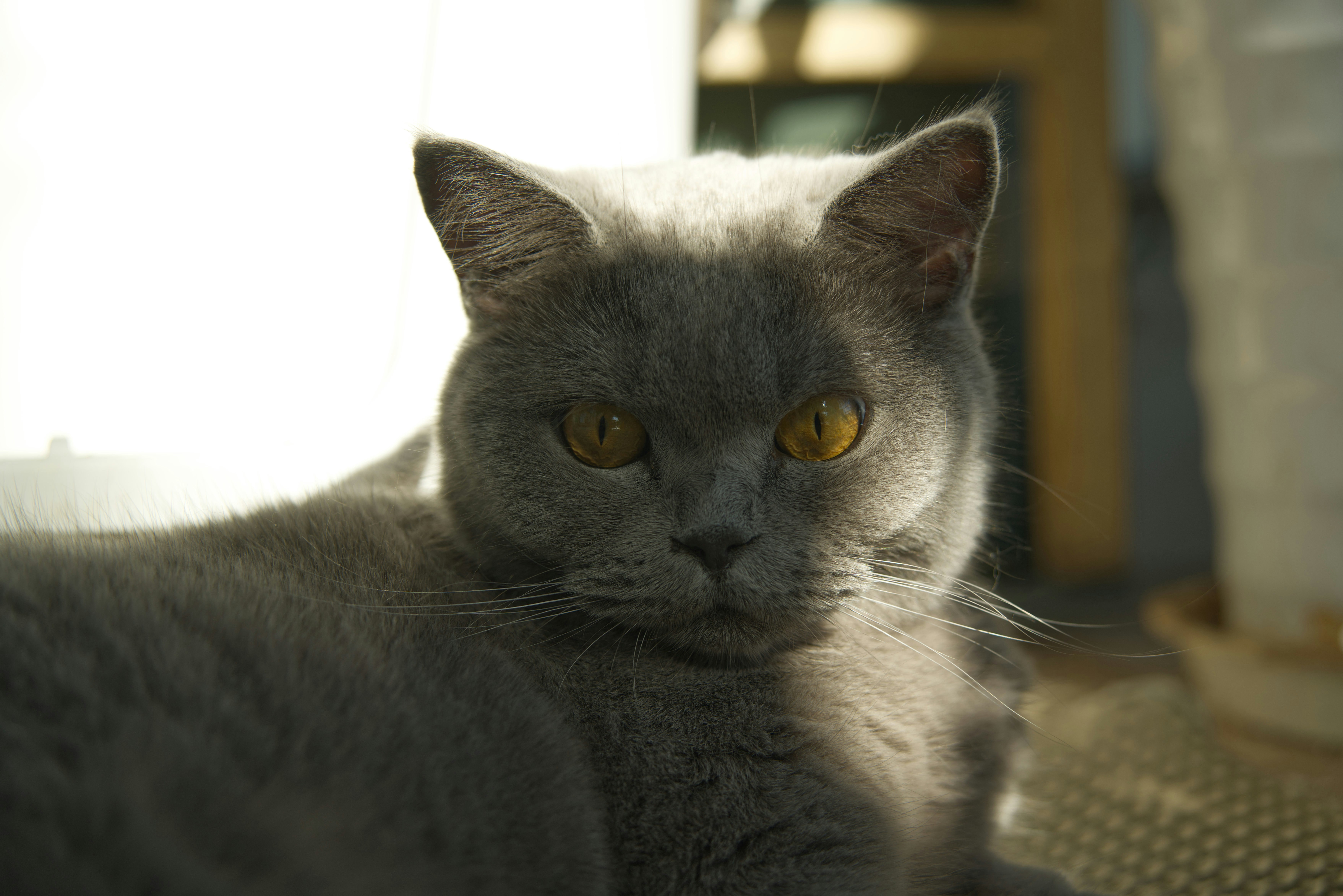 Emerald Gaze: A Charcoal Cat Enveloped in Quiet Sunlit Comfort