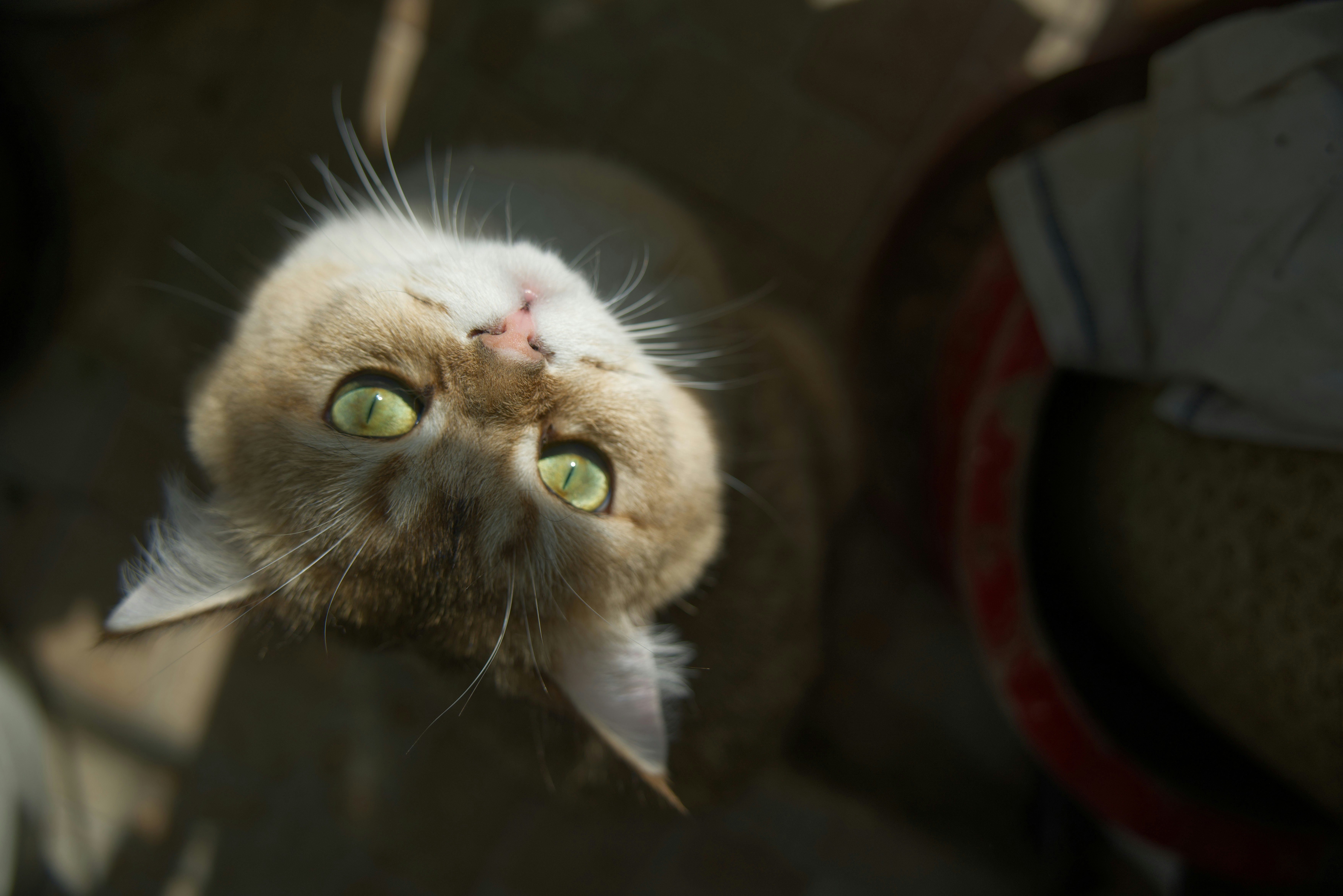 Upside-Down Whiskered Gaze: A Cat's Curious Moment