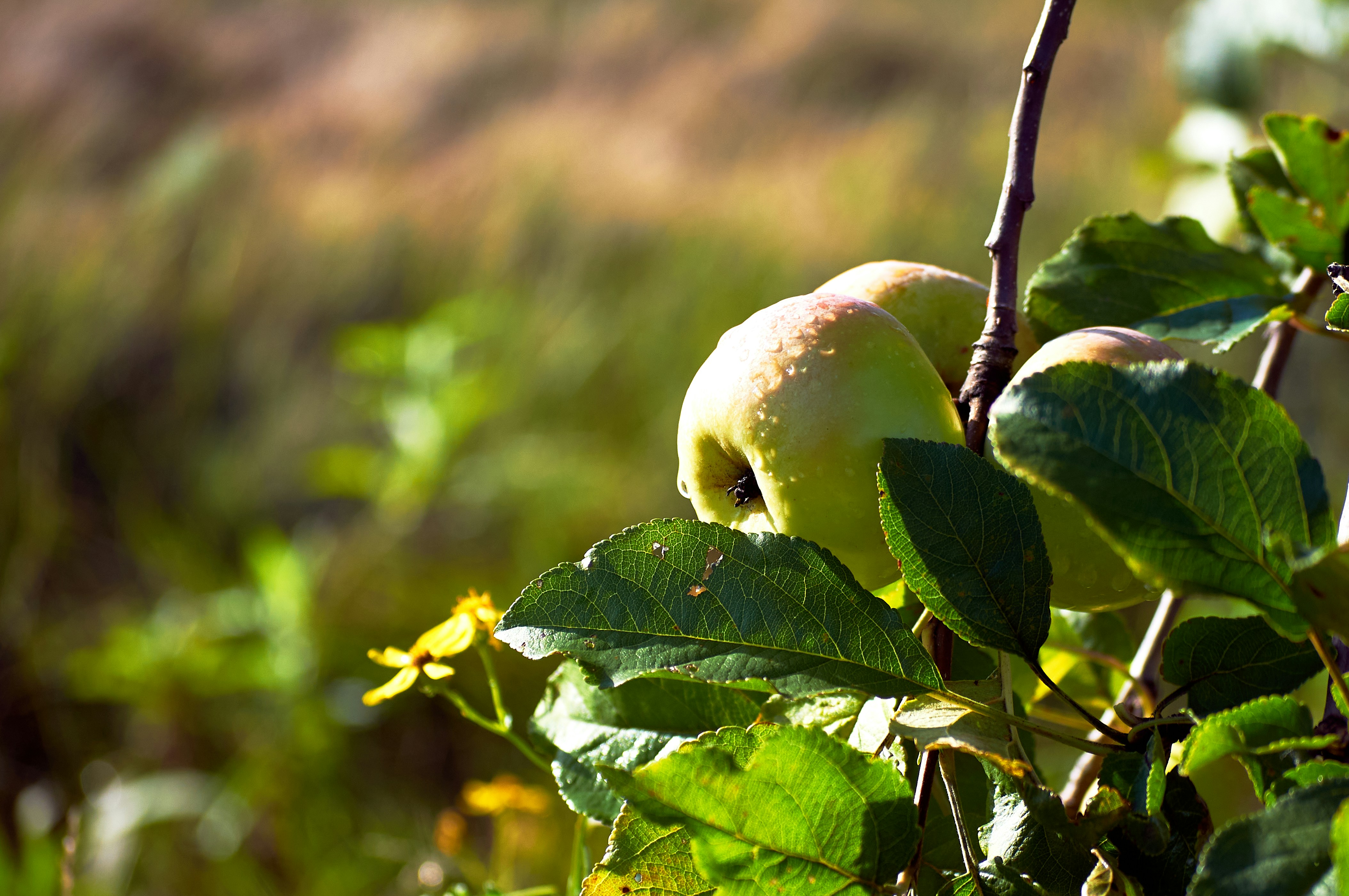 Apple in Focus: Sunlit Orchard Leaves and Fruit