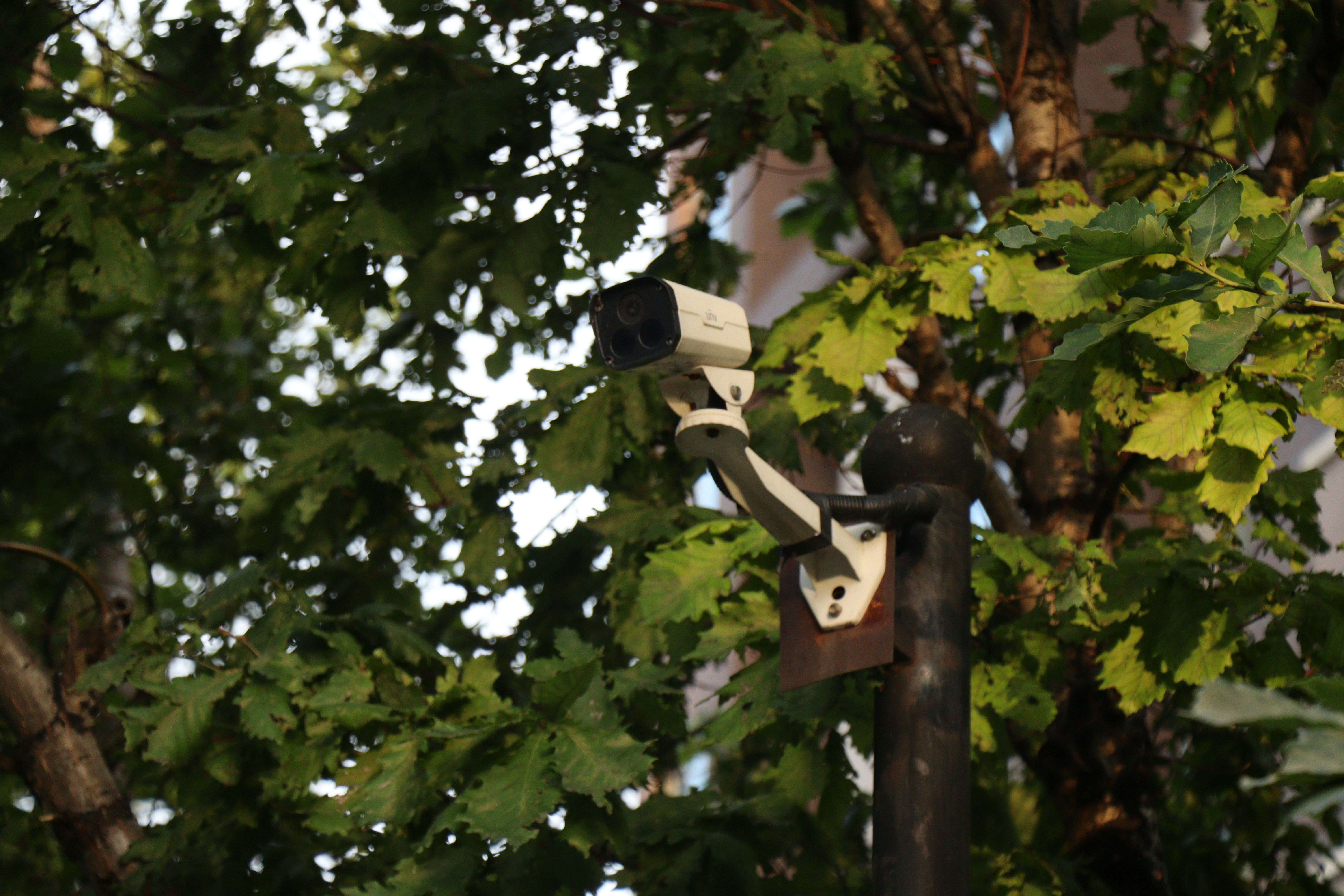 A security camera mounted outdoors amidst green foliage.