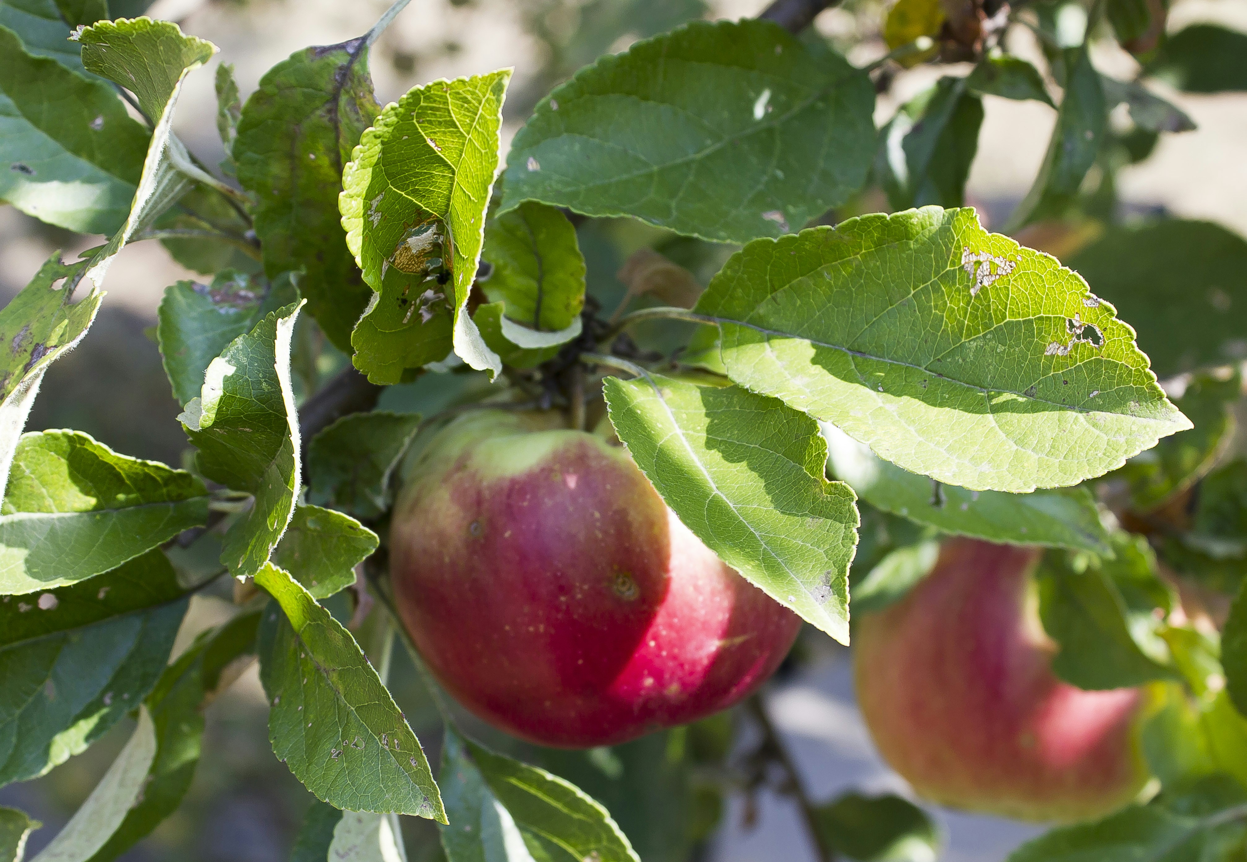 Fruit in Sunlit Orchard: Red Apples Nestled Among Green Leaves