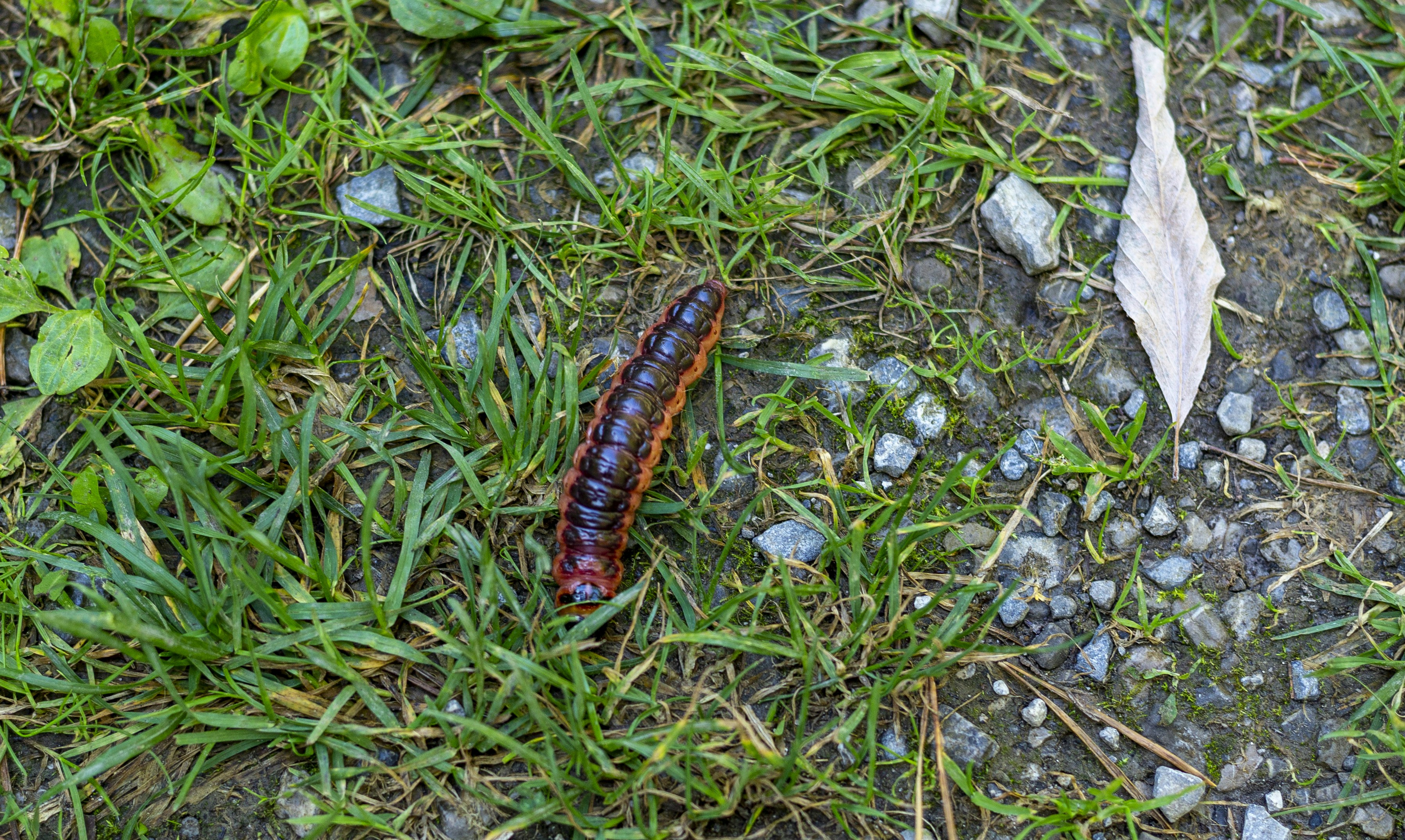 Caterpillar Chrysalis or Beetle-like Insect: A Striking Burrow Amid Grass and Gravel
