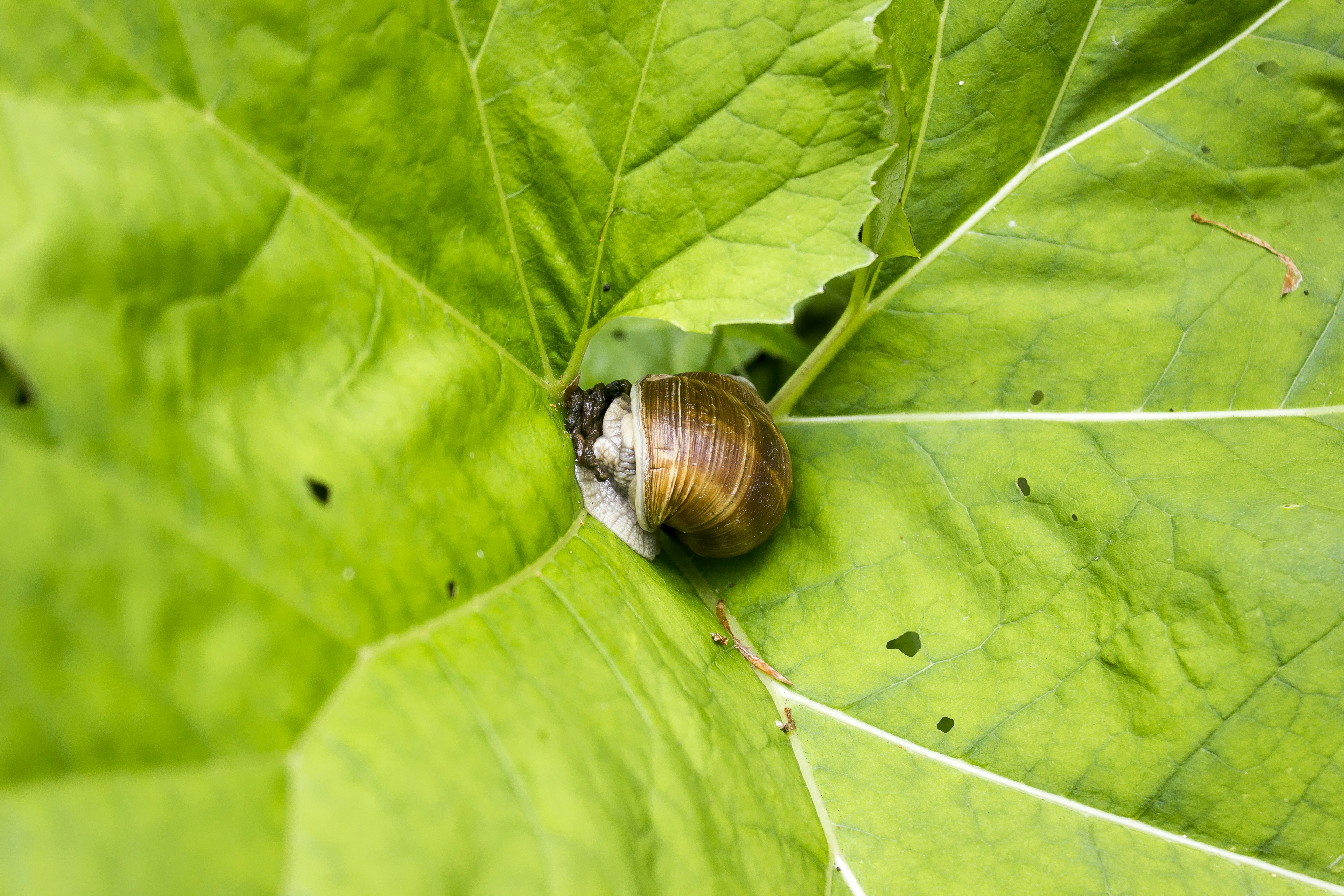 Tiny Navigator: A snail on a mosaic of emerald leaves