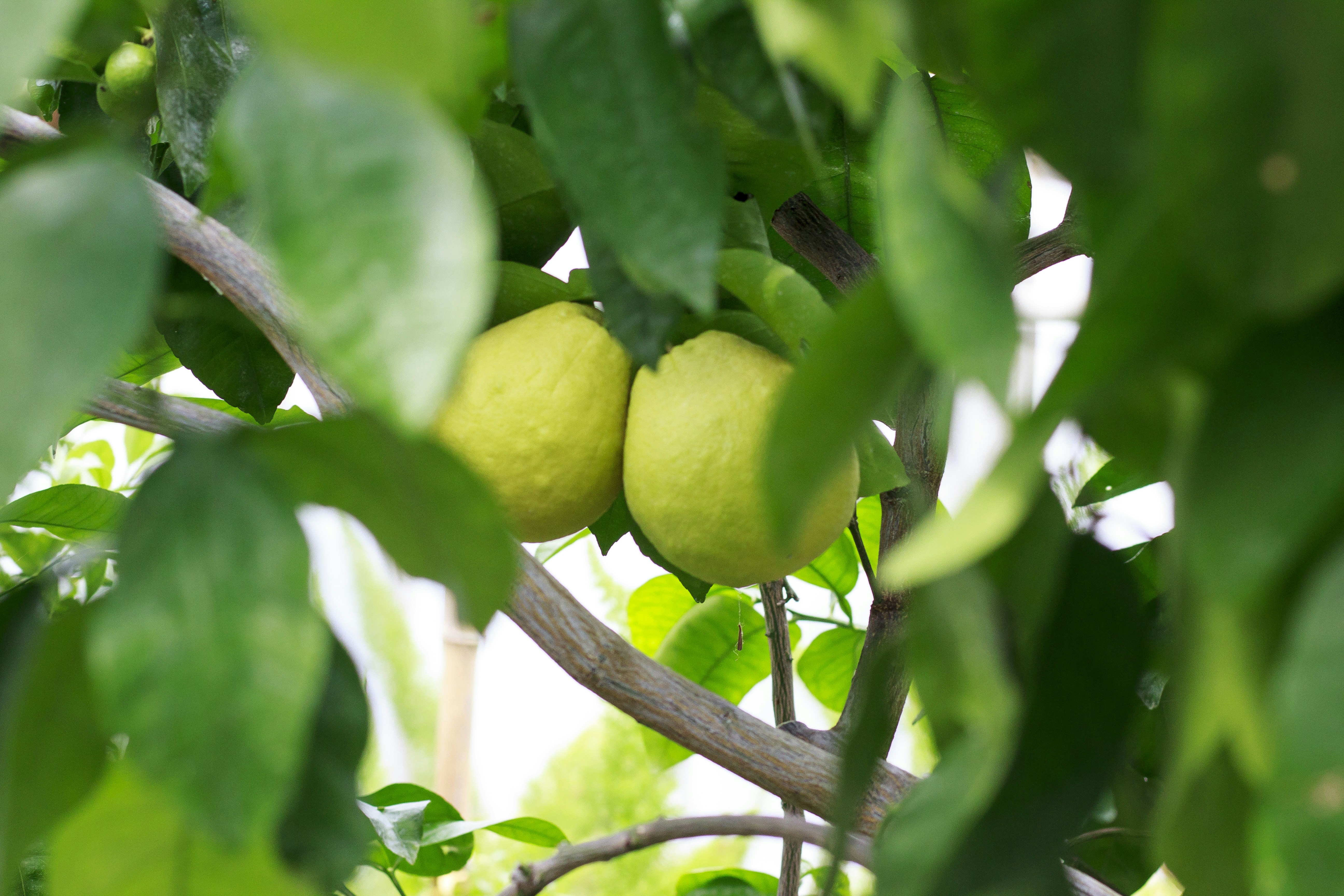 Lemons in Sunlit Foliage: A Quiet Orchard Moment