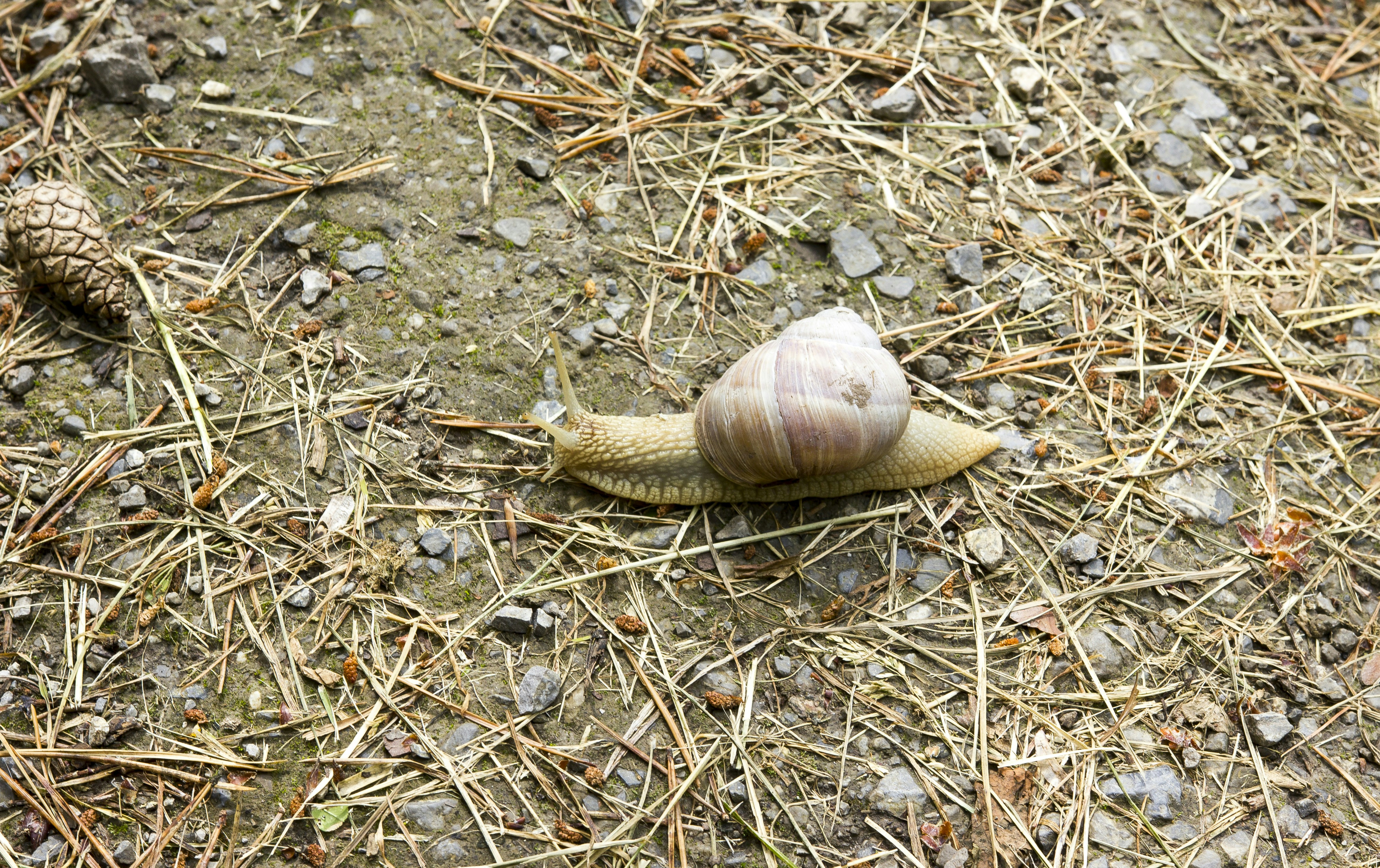 Slug on a Pine Needle Patch: A Quiet Ground Scene