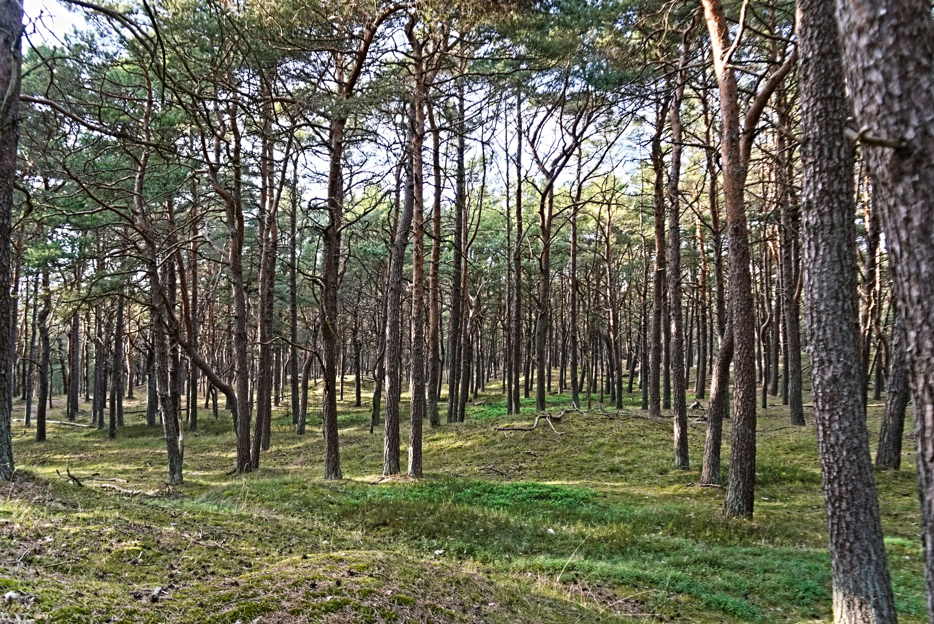 Quiet Pines Corridor: Sunlit Forest Through a Dappled Meadow