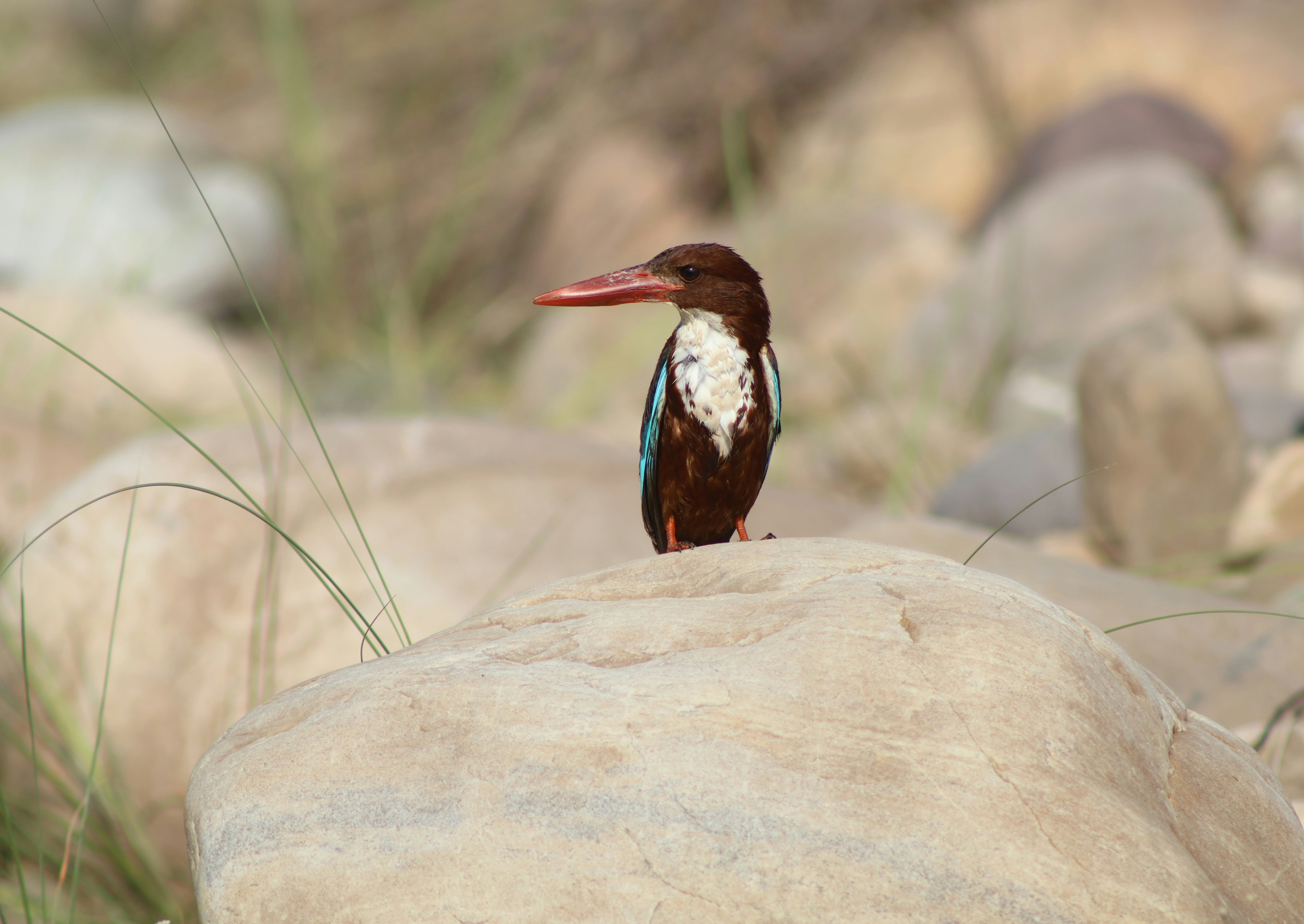 Single Kingfisher on a sunlit stone