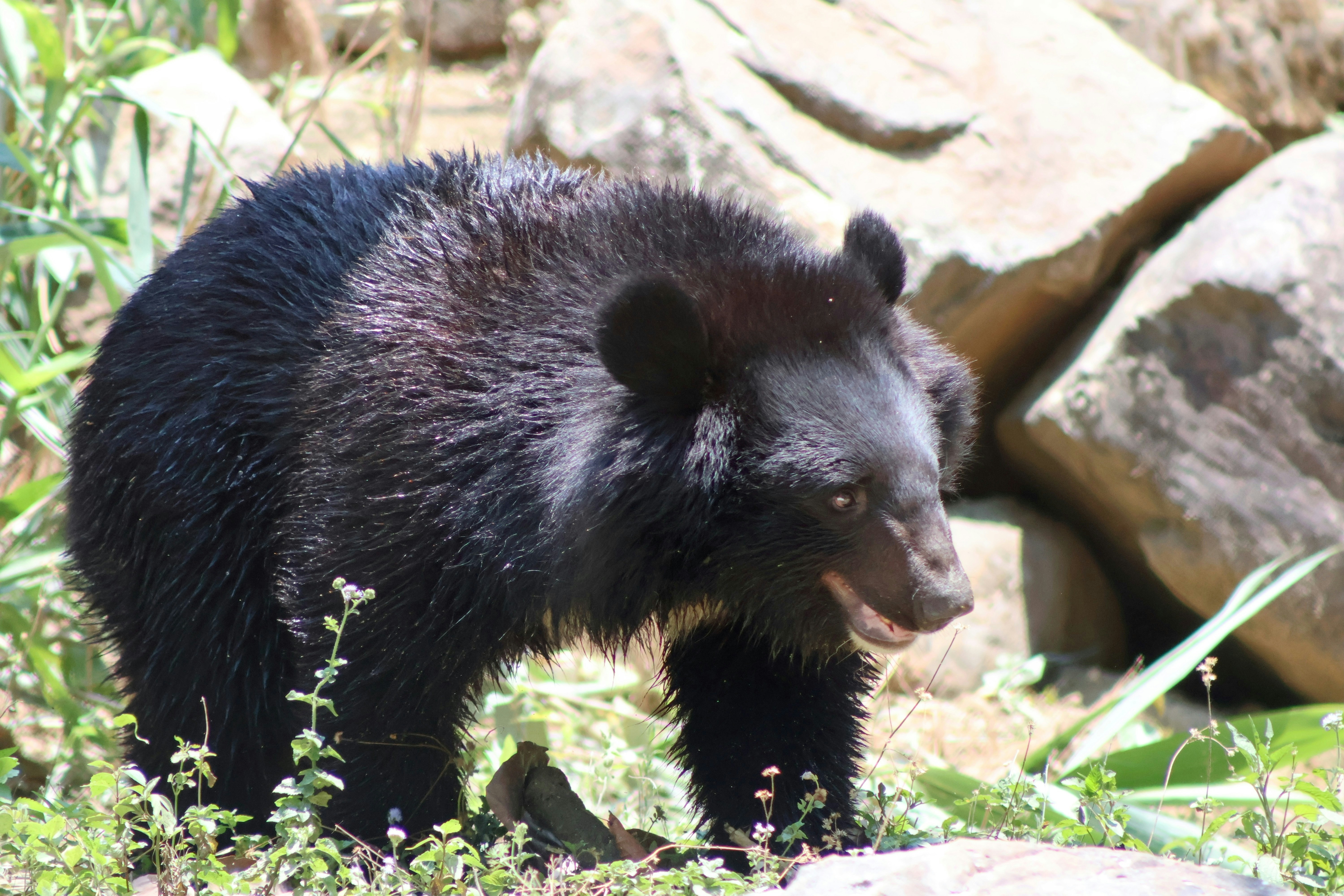 Asiatic Black Bear