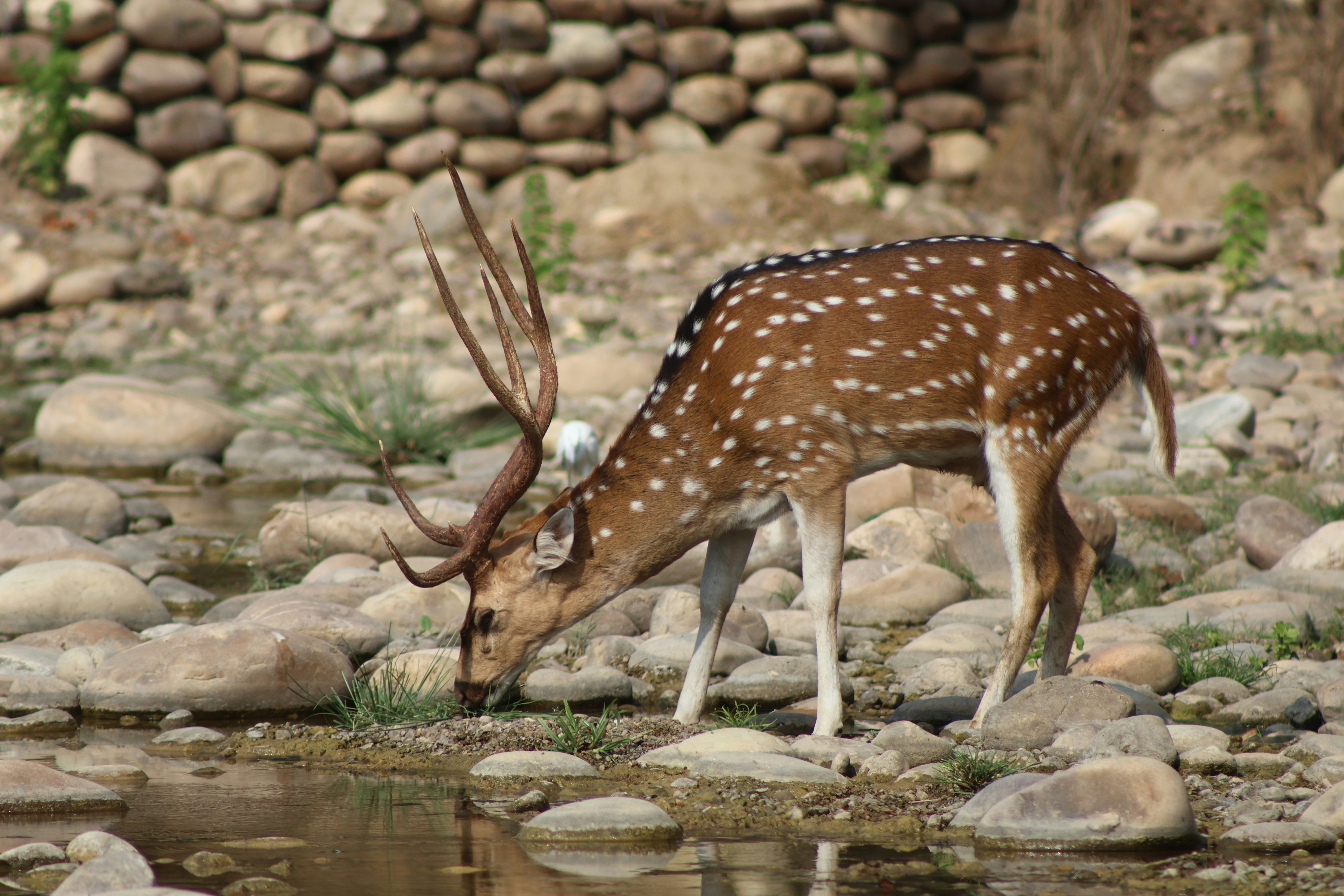 Winter Reed: A Spotted Deer Browses by Pebble Shore