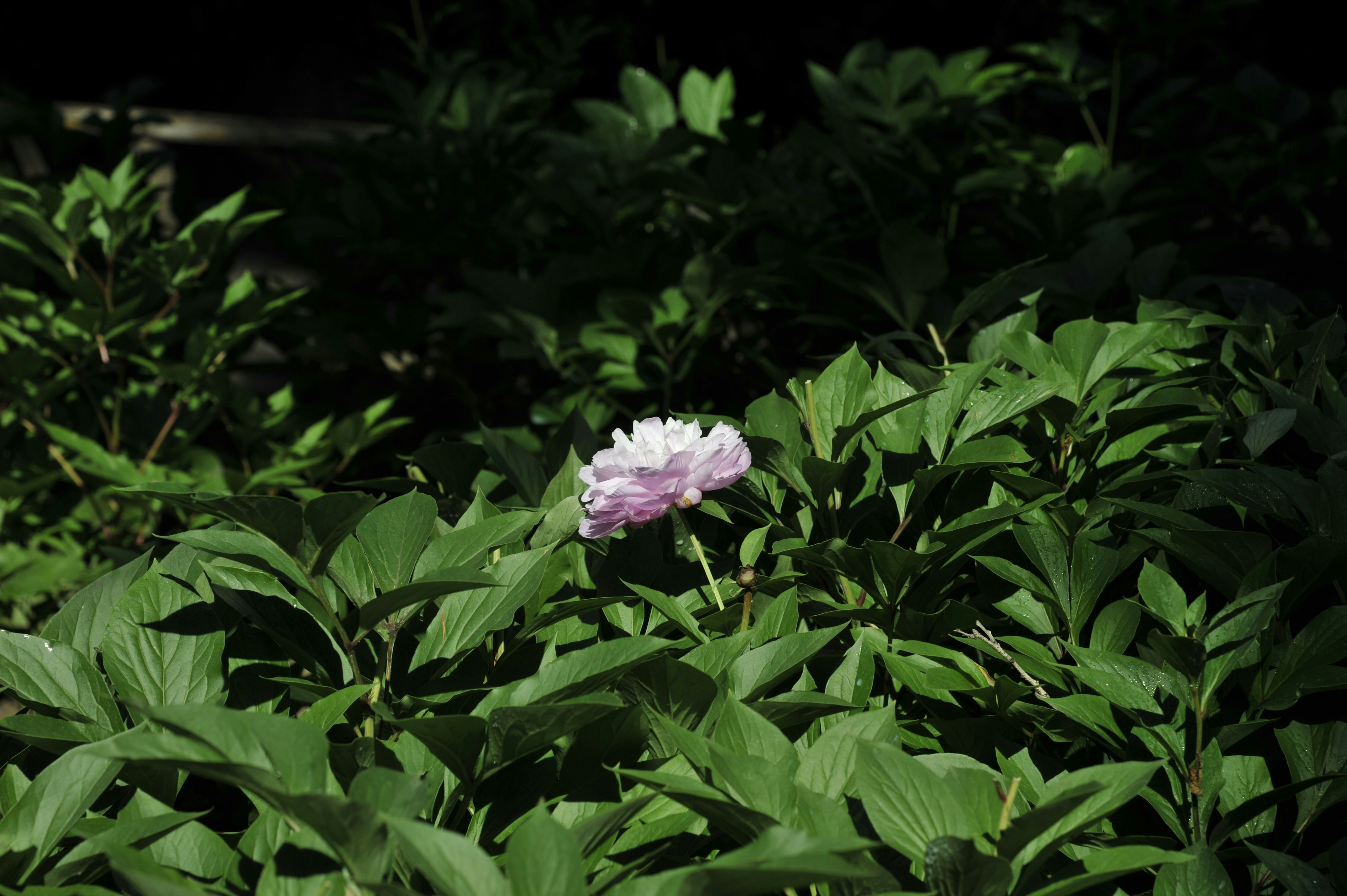A solitary pink blossom amid a sea of emerald foliage