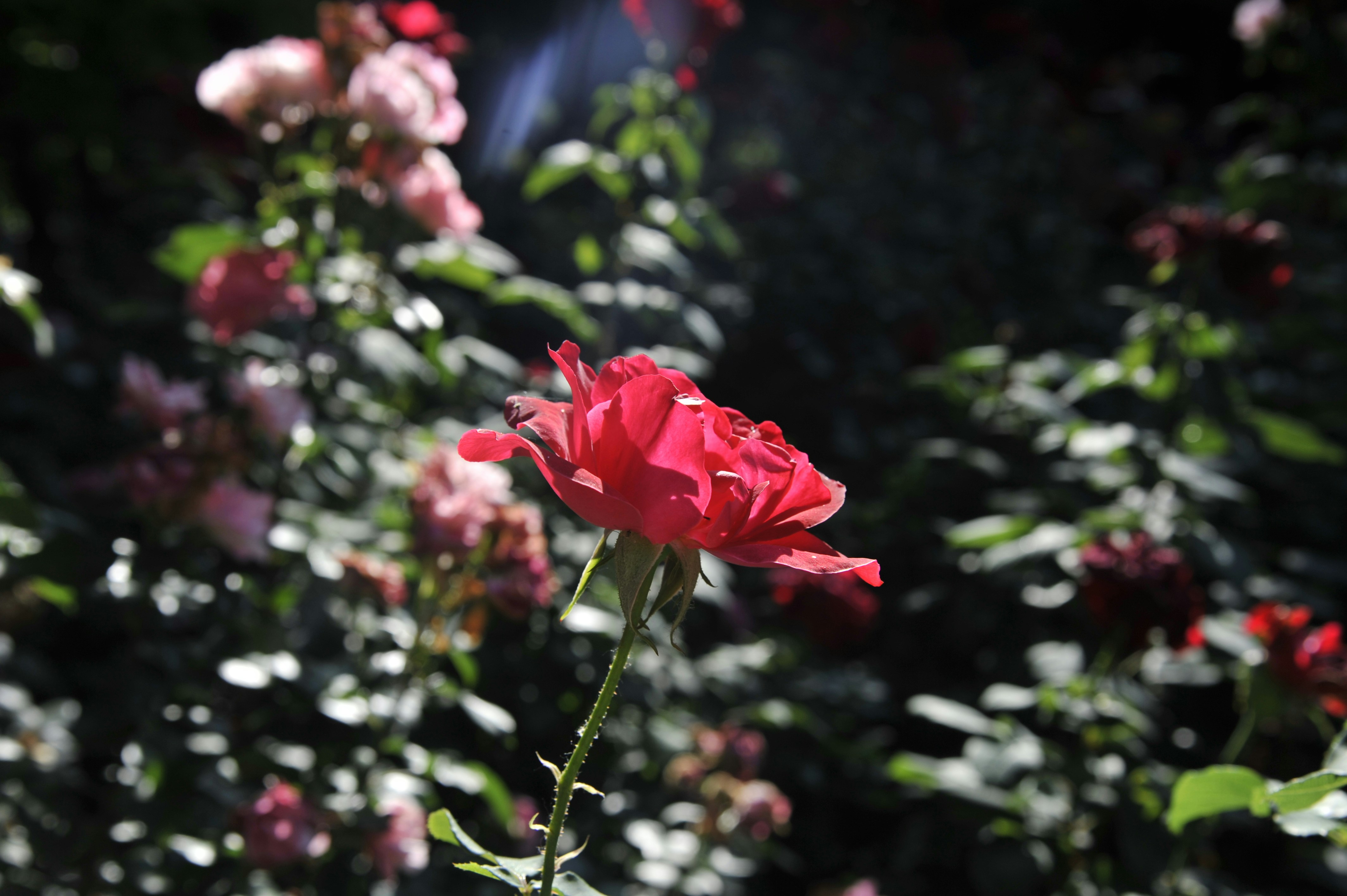 Crimson Rose Reaching Through the Garden Quiet