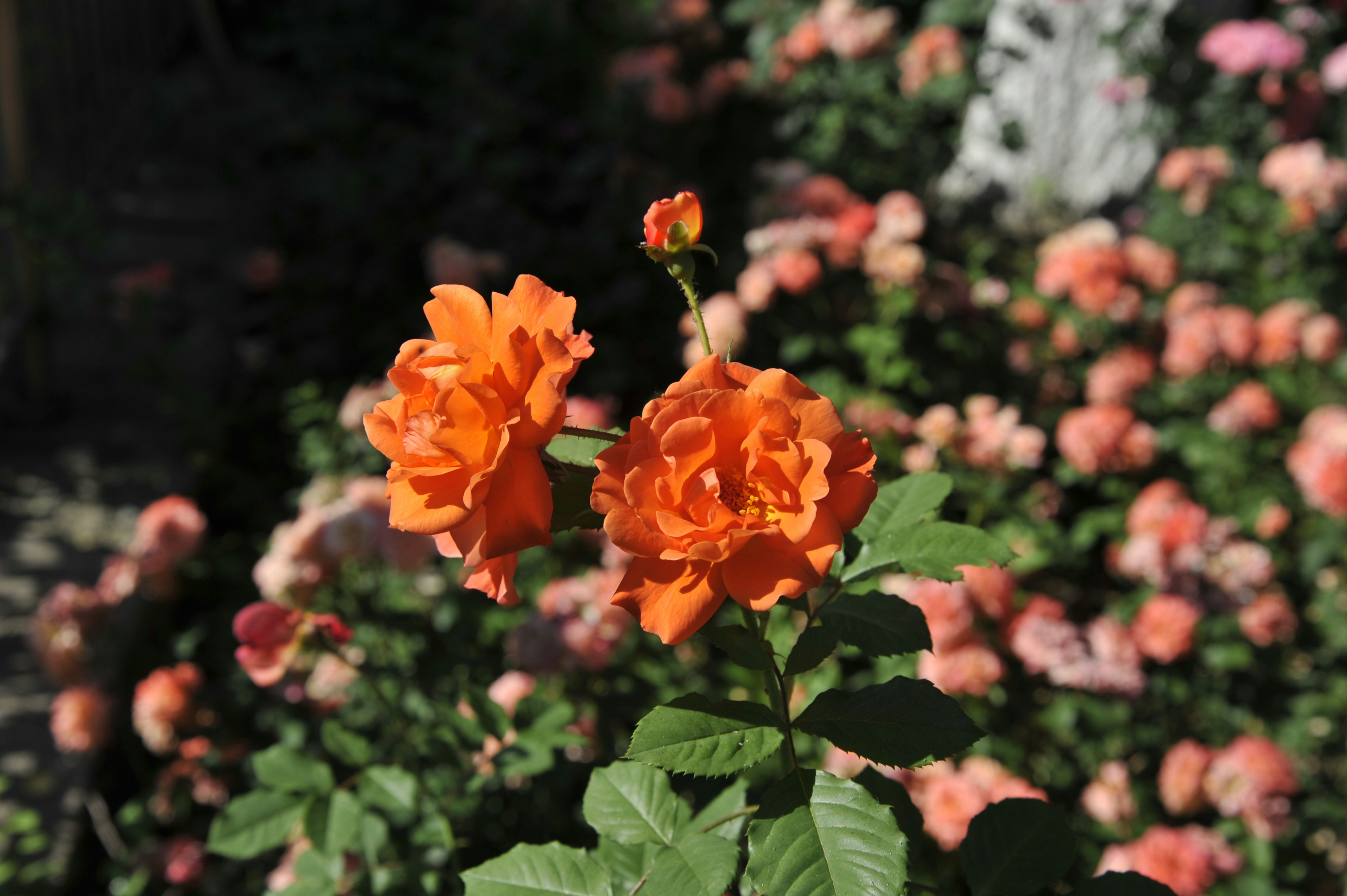 Orange Rose in Dappled Sunlight Amid a Blooming Backdrop