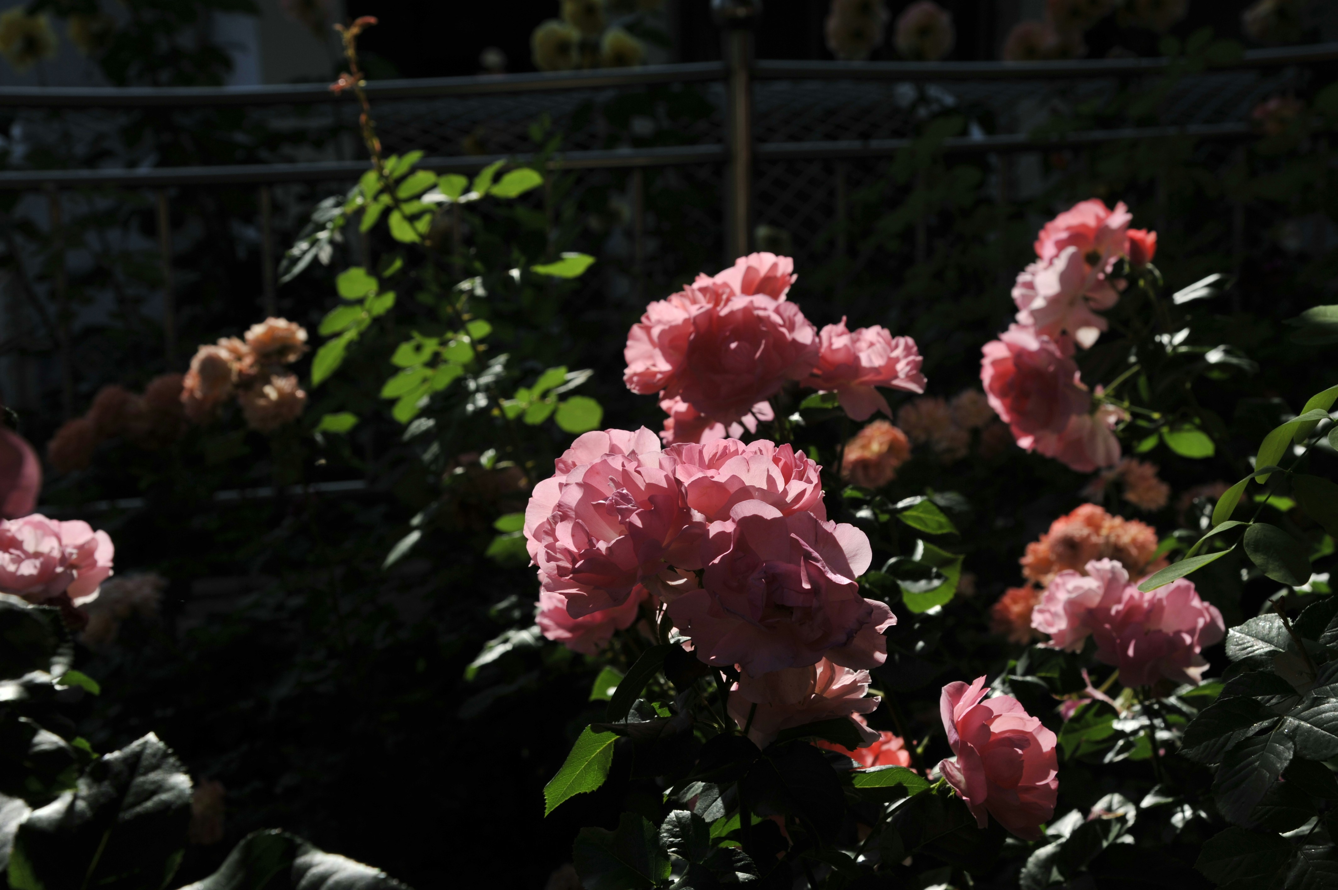 Pink Rose Glow in a Shaded Garden