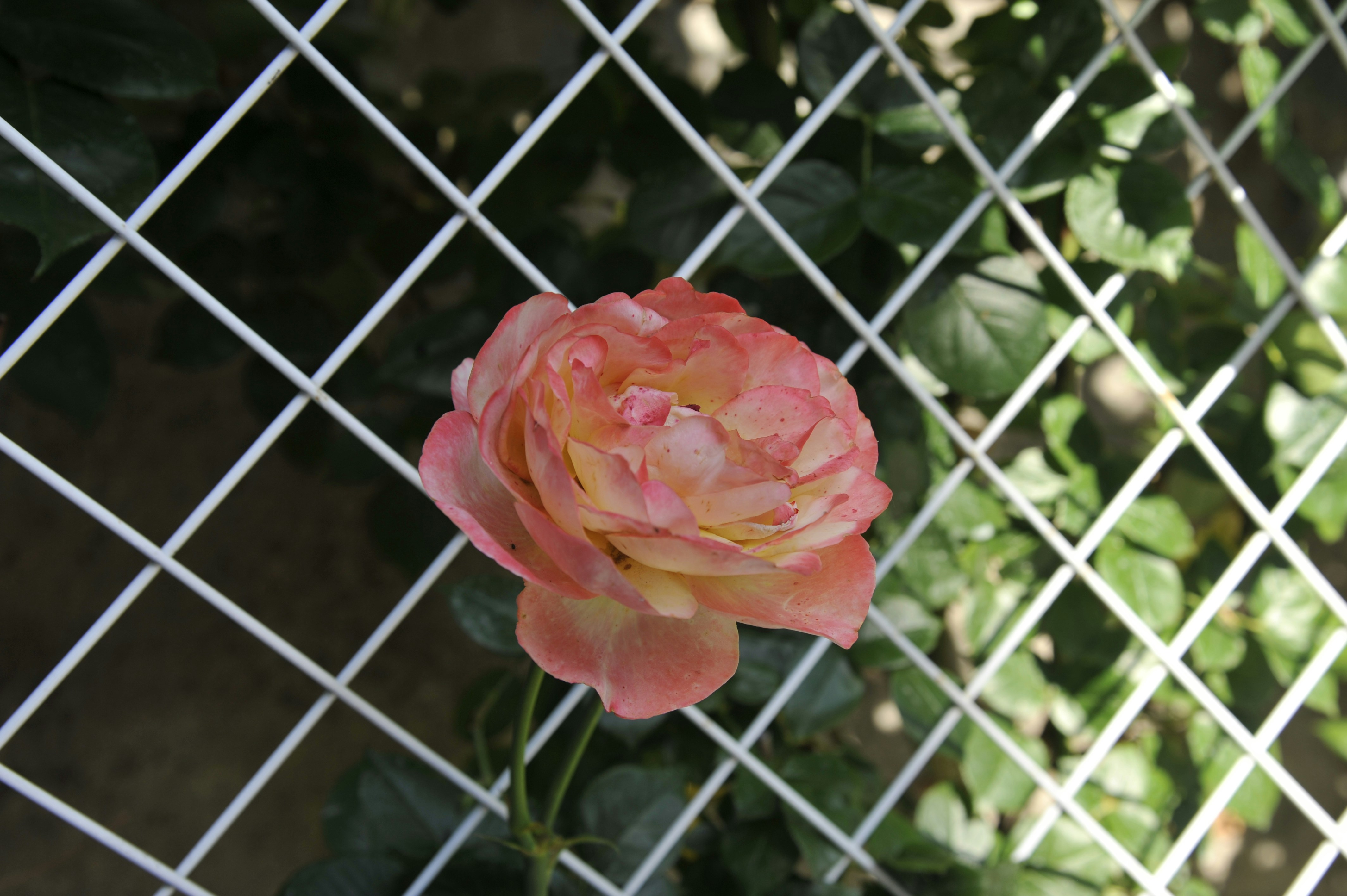 Pink Rose in Front of Diamond Mesh