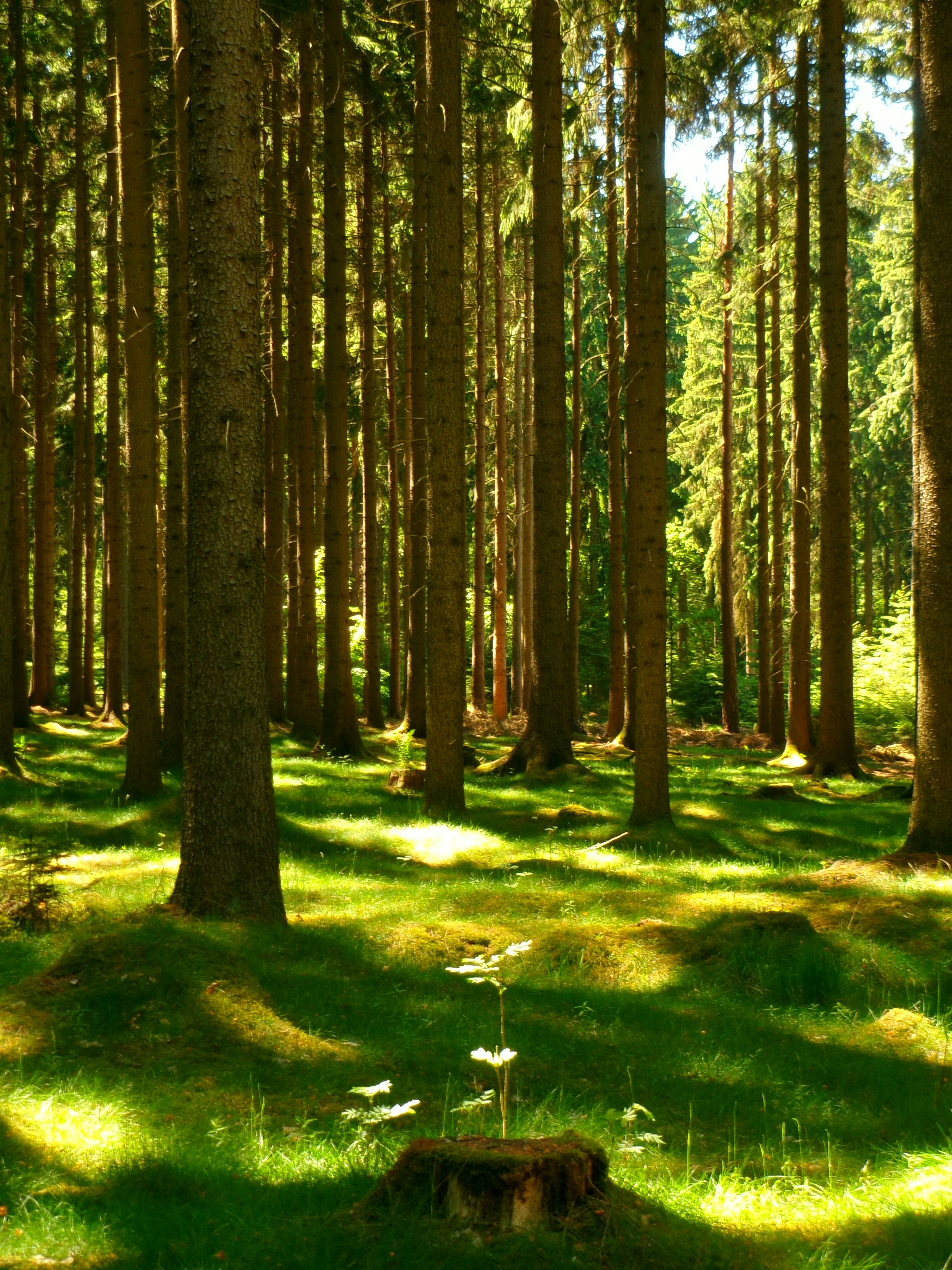 Forest Cathedral: Sunlit Pines and a Quiet Stump