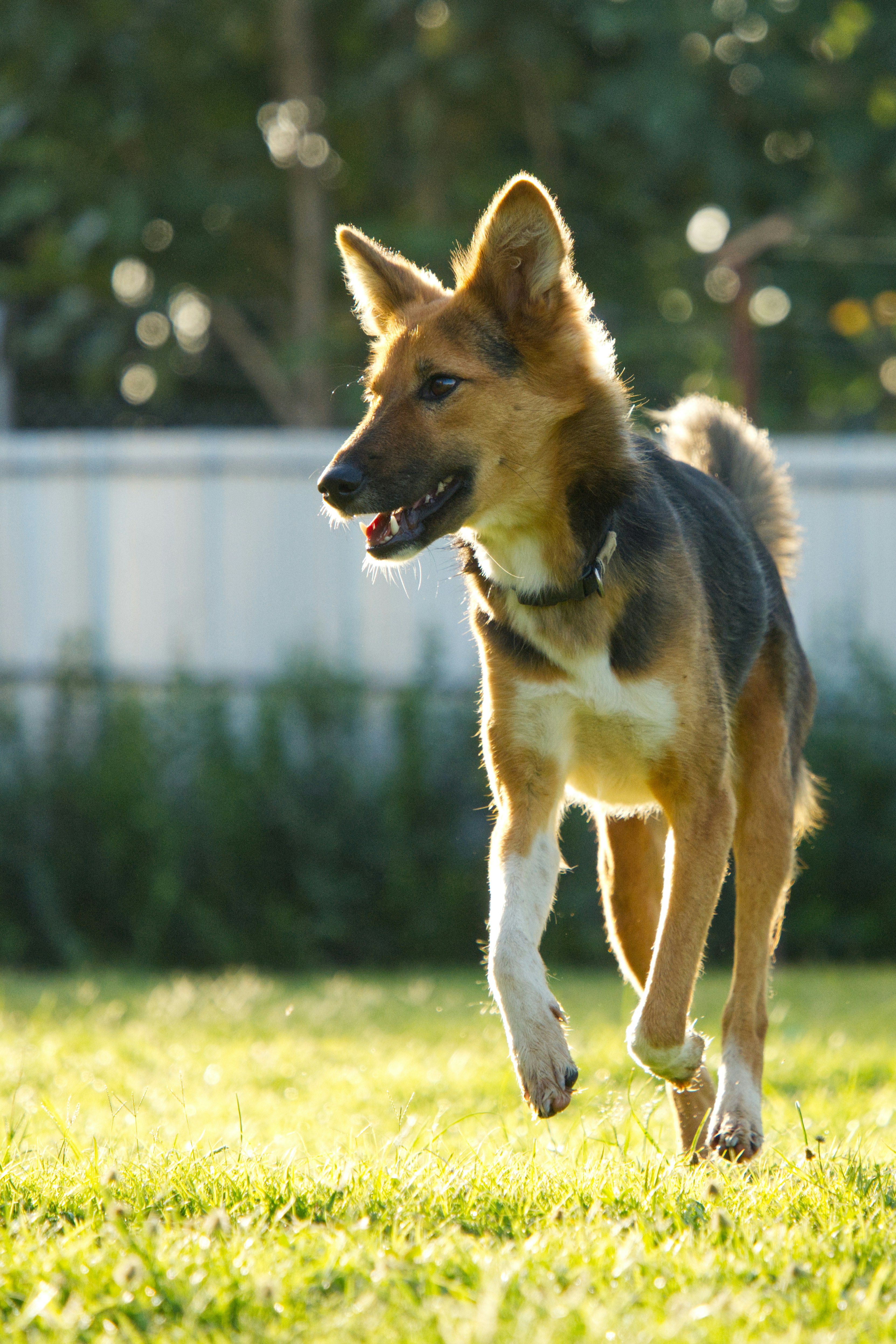 Joyful Sprint: A German Shepherd in Sunlit Field
