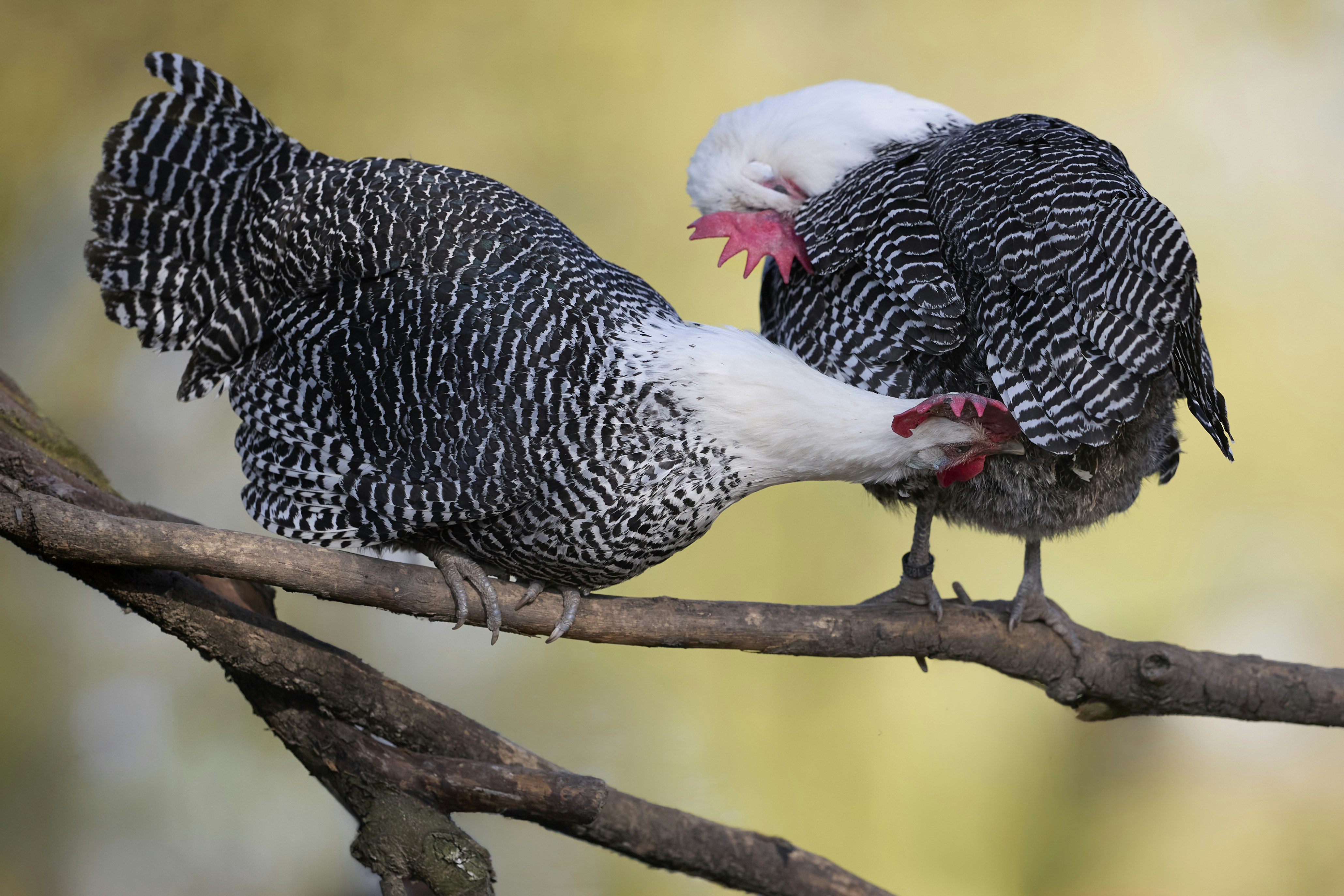 Two Zebra Finches share a grooming moment on a sunlit branch