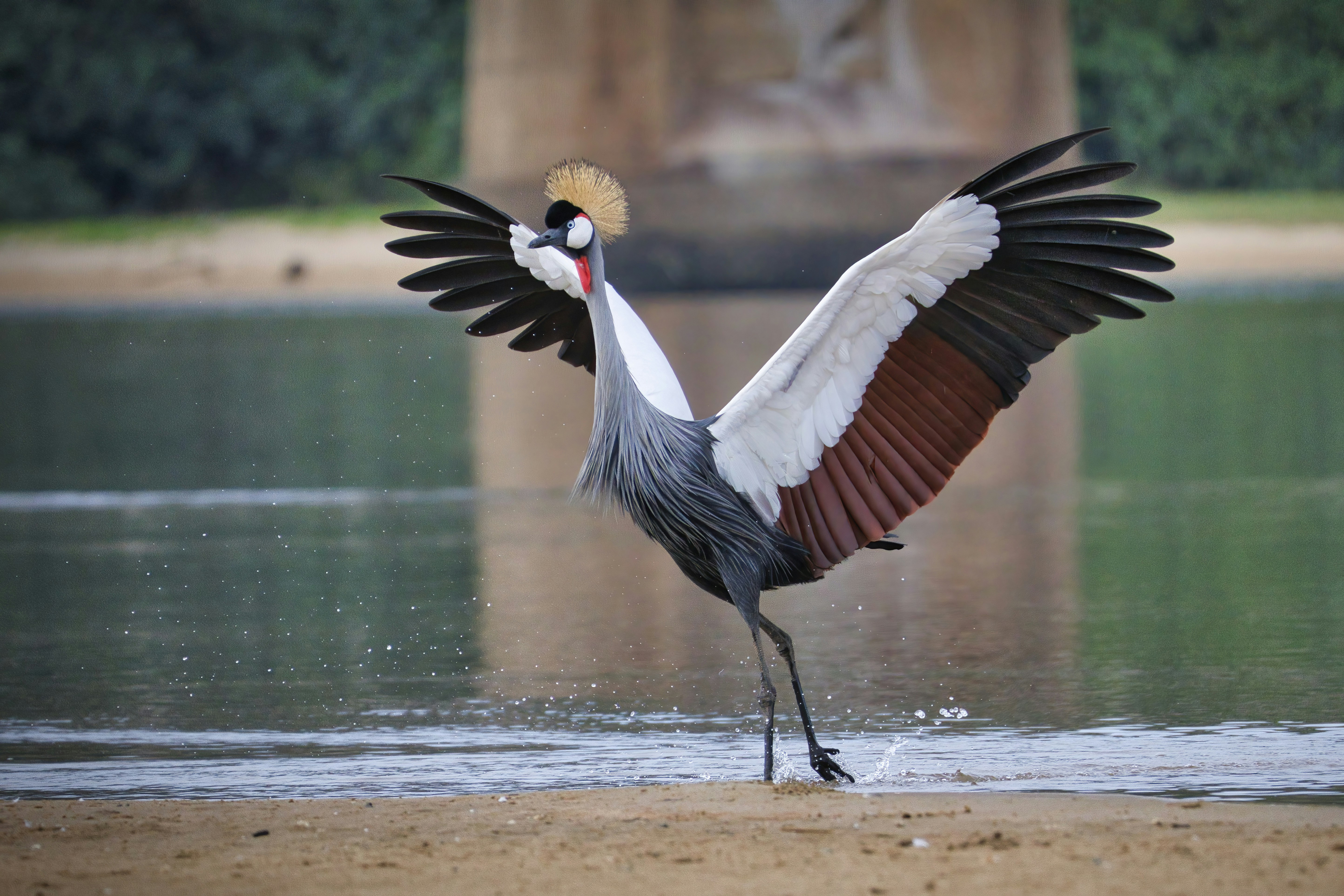 Crowned crane mid-takeoff on a sandy shoreline with water and a blurred background; the bird's wings are lifted to reveal striking color and contrast, capturing motion at the water's edge.