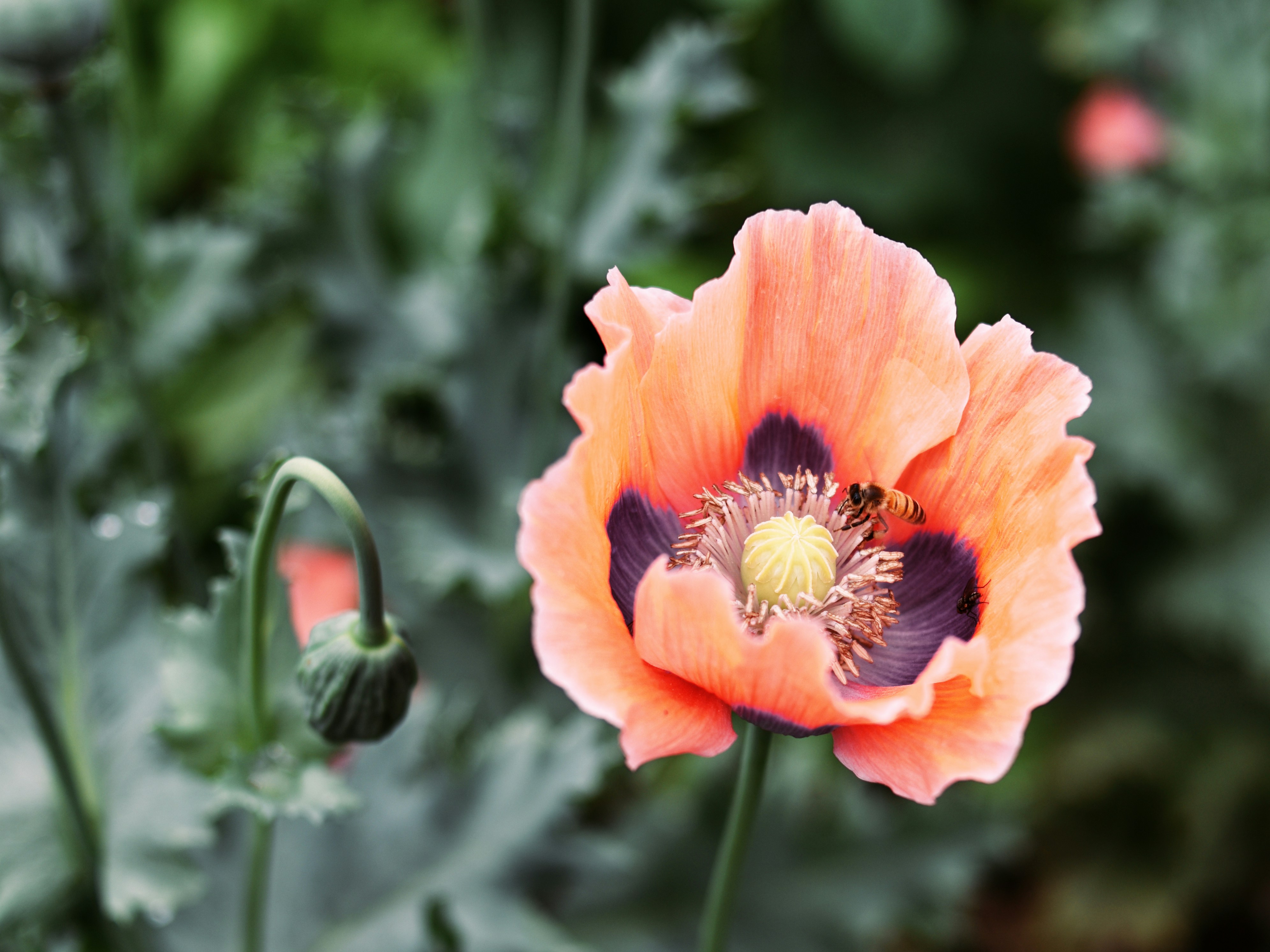 Orange poppy in soft focus greens, a bee at the heart of color