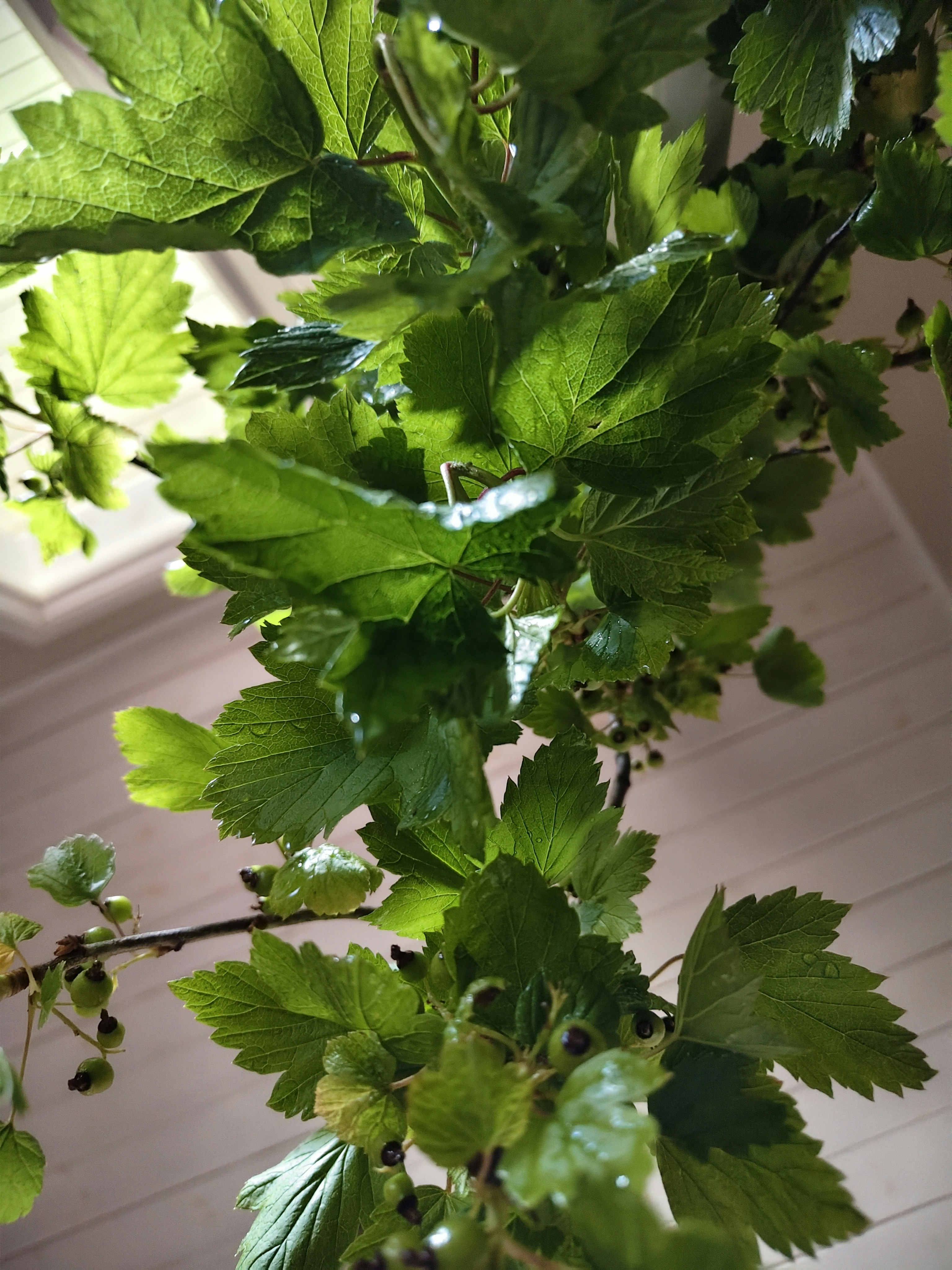 Green Canopy in Indoor Light