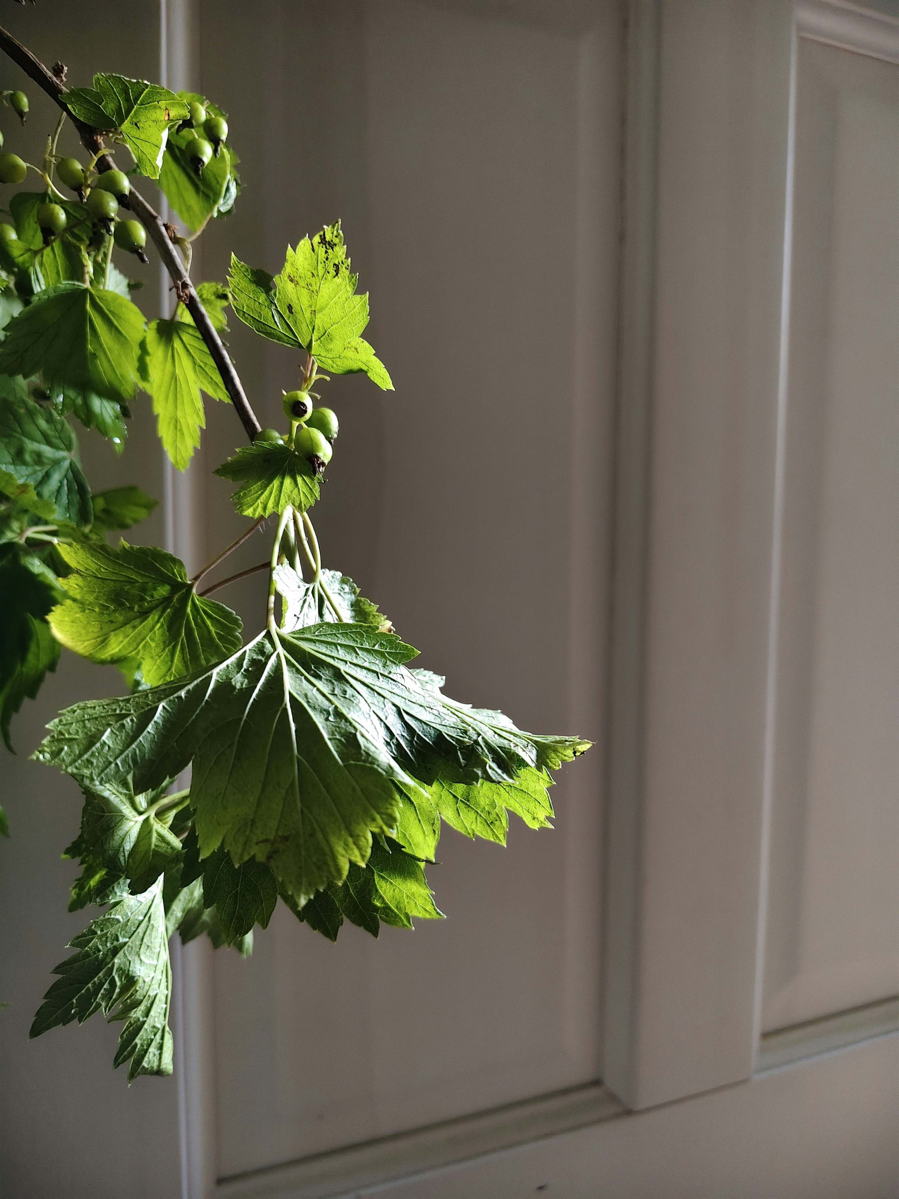 Green leaves and unripe berries on a branch.