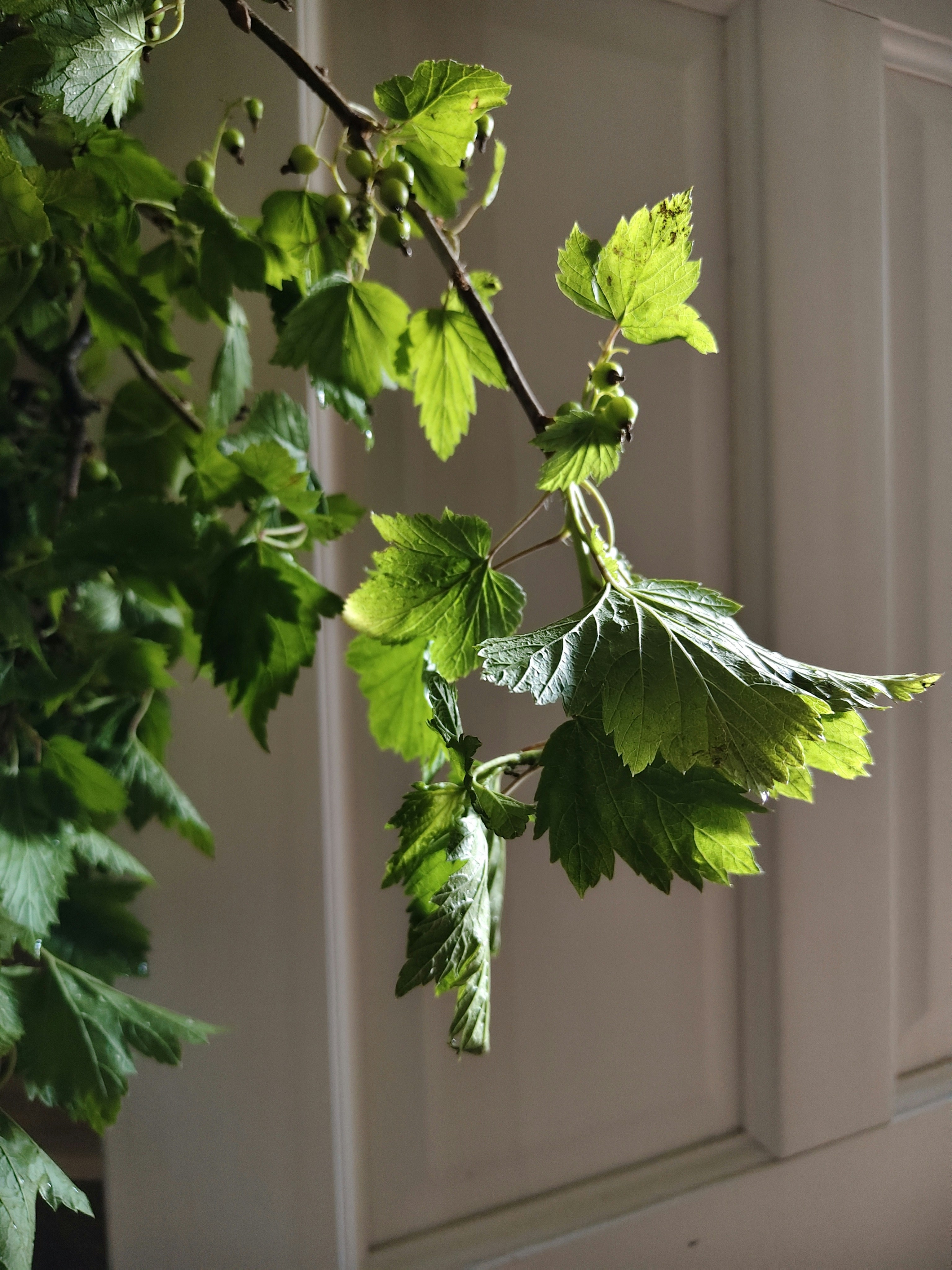 Sunlit Vine with Serrated Leaves Climbing a Windowed Wall