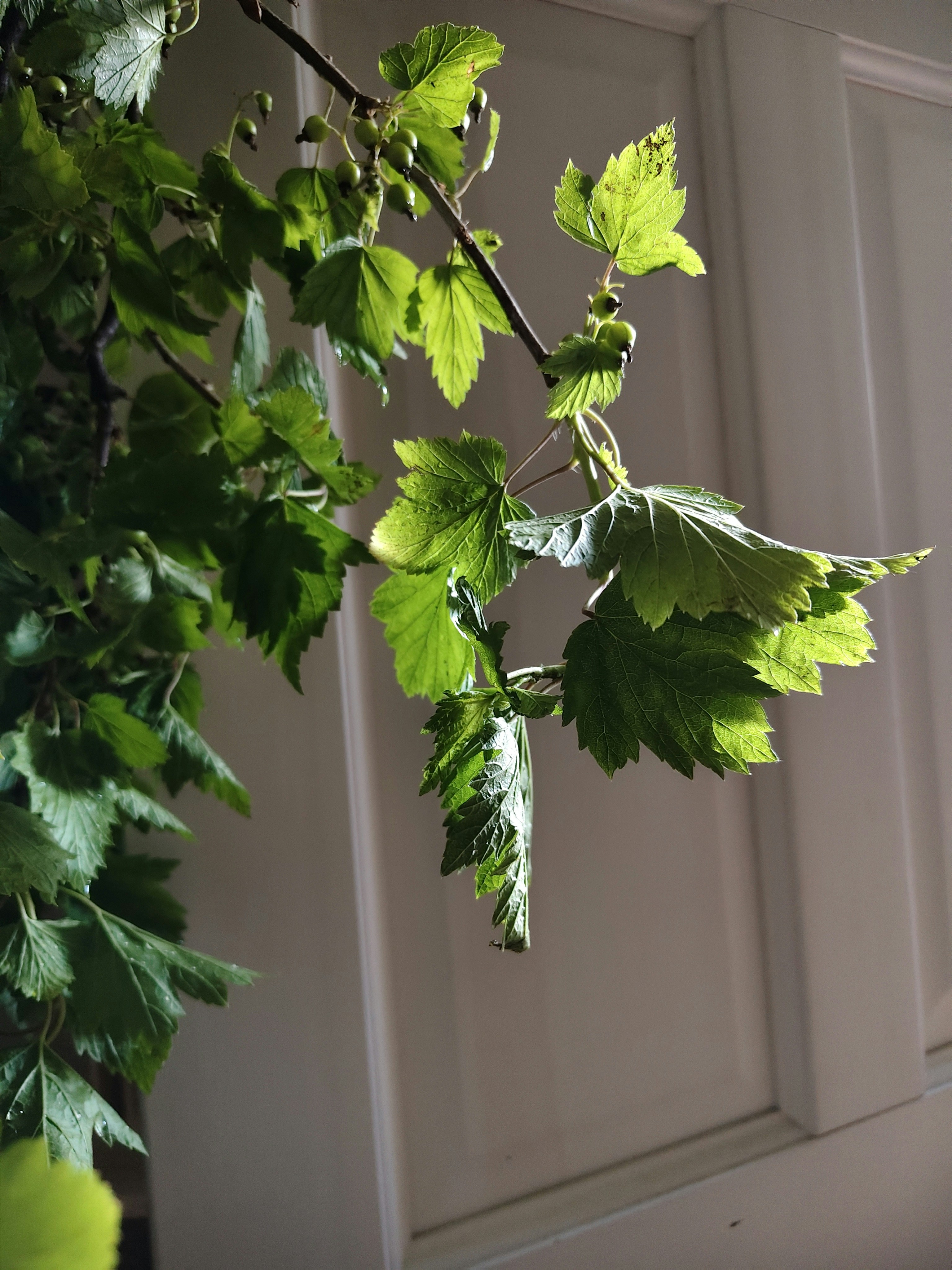 Sunlit Vines on a Window Sill