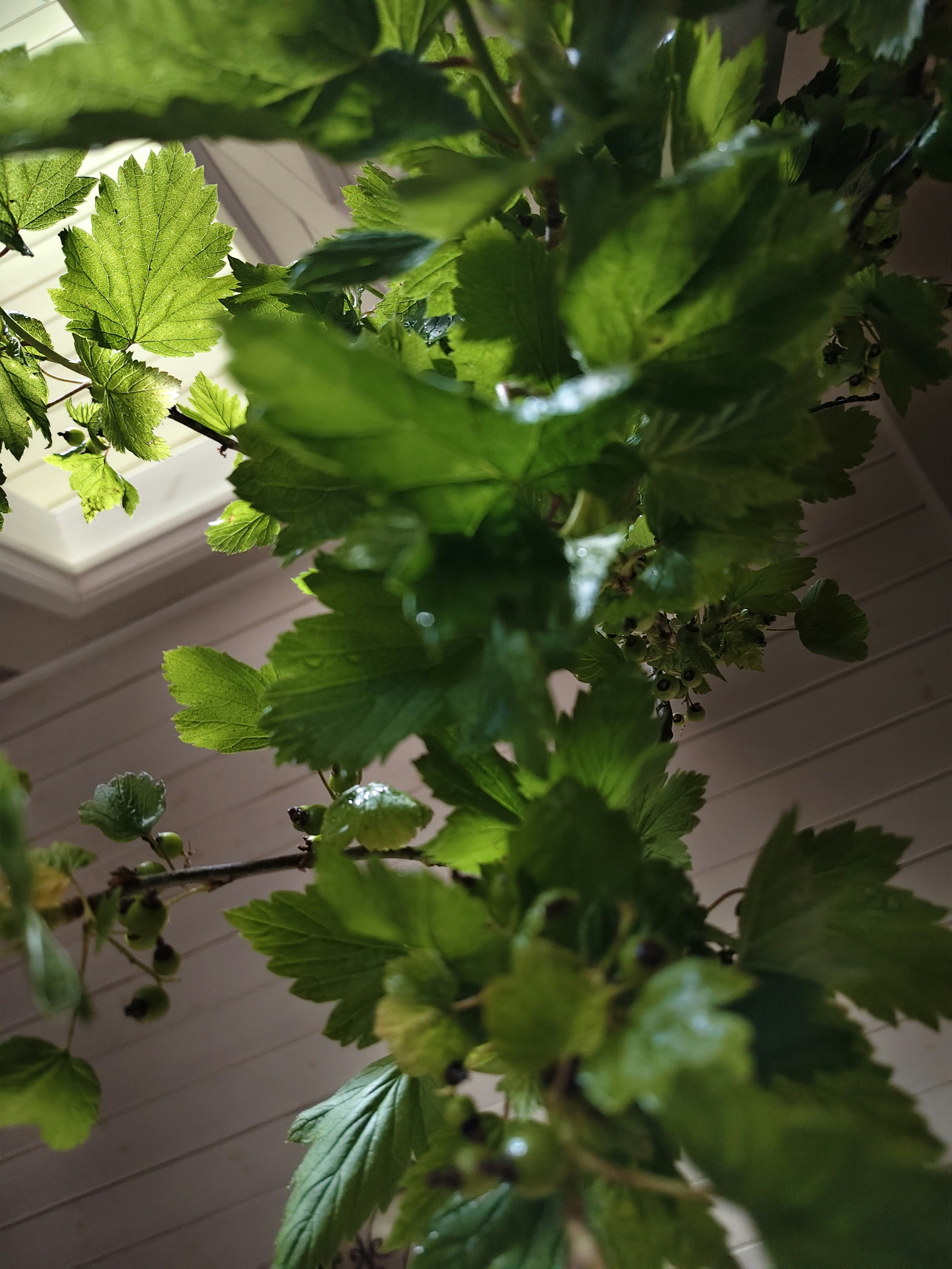 Vineyard Ceiling: Greenery Reaches Toward the Skylight