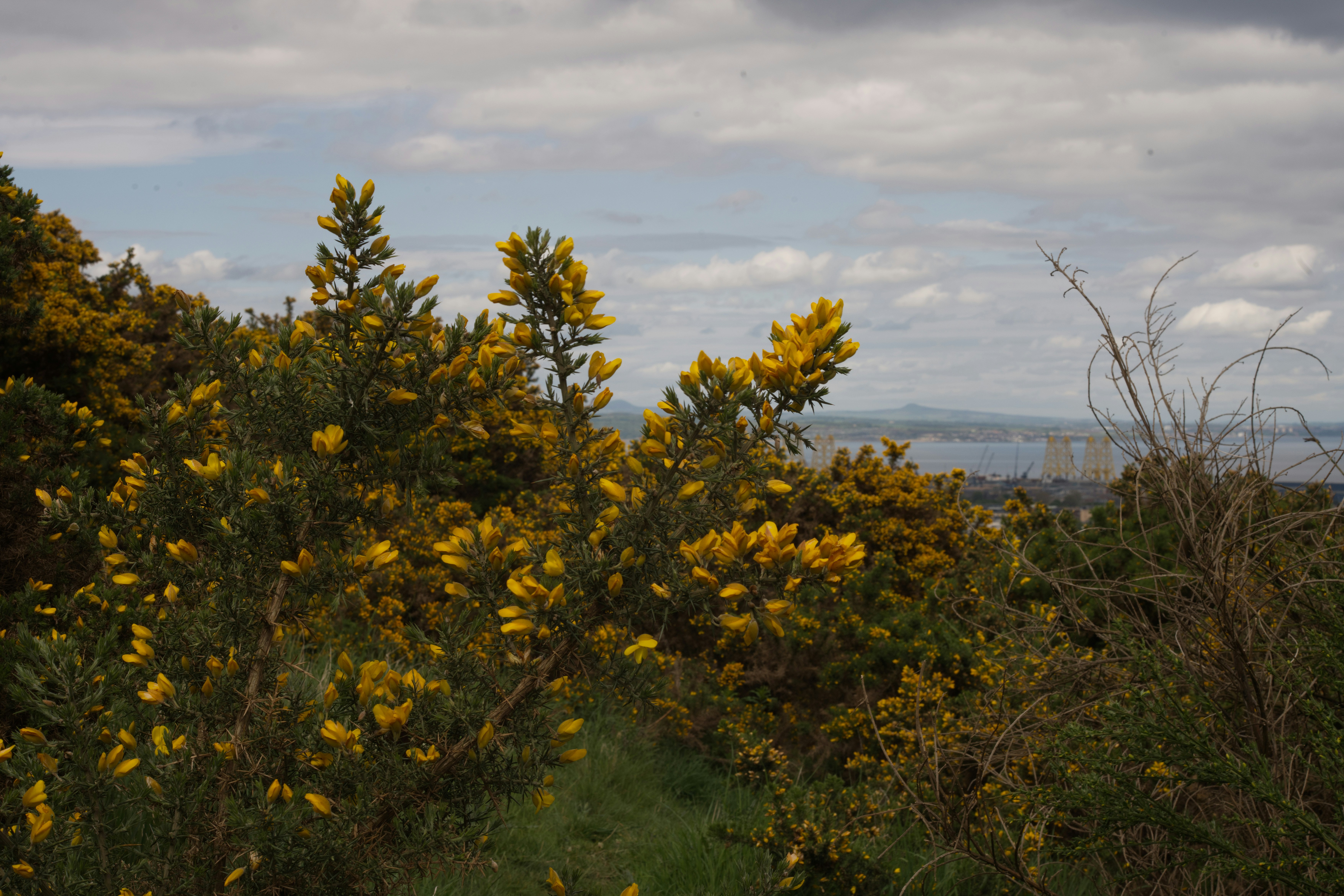 Golden Shrubland in Bloom by the Hillside