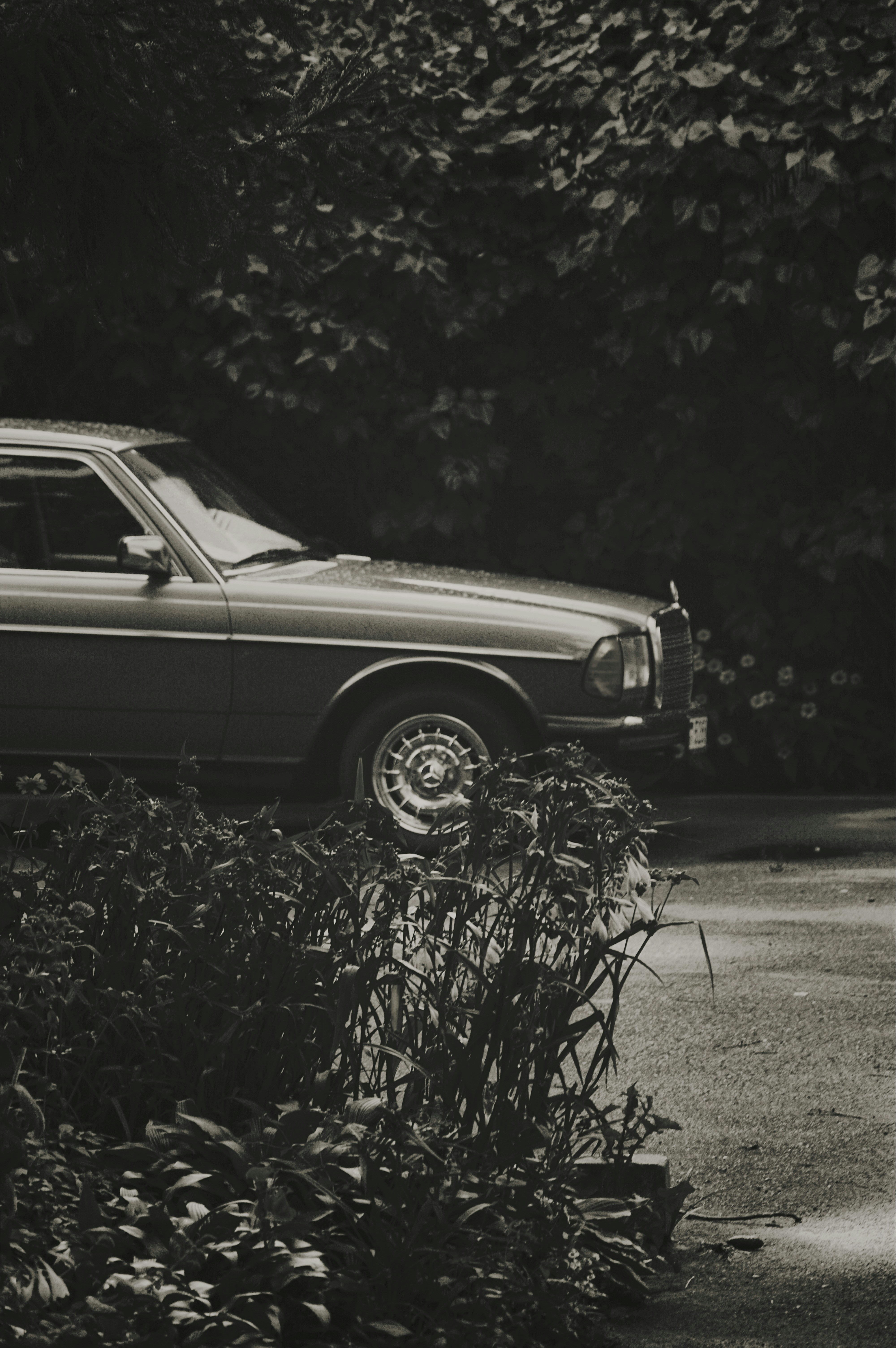 Mid-Century Sedan Quietly Standing by the Overgrown Drive
