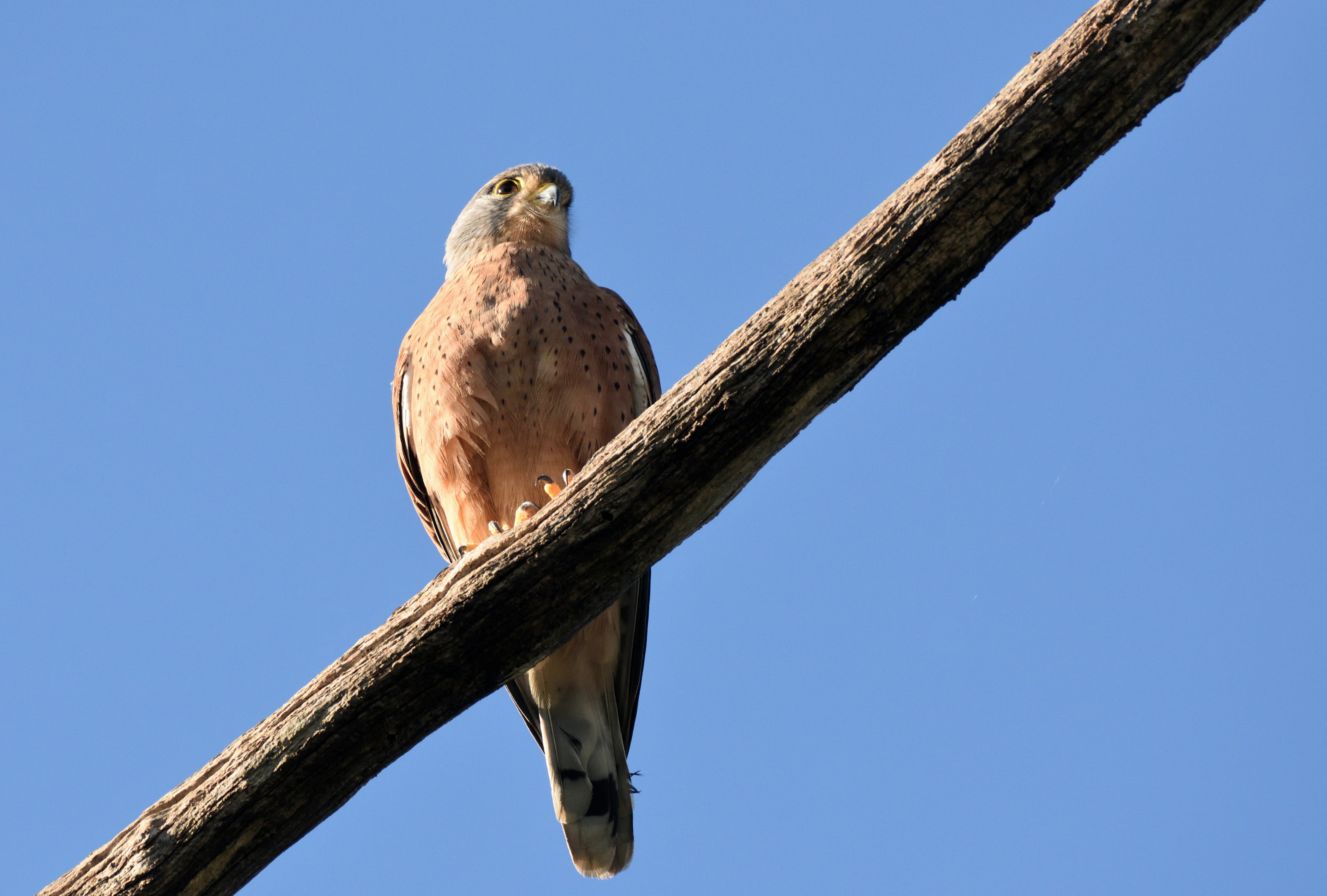 Raptor on a Rustic Thread: A Hawk Adrift on a Weathered Branch