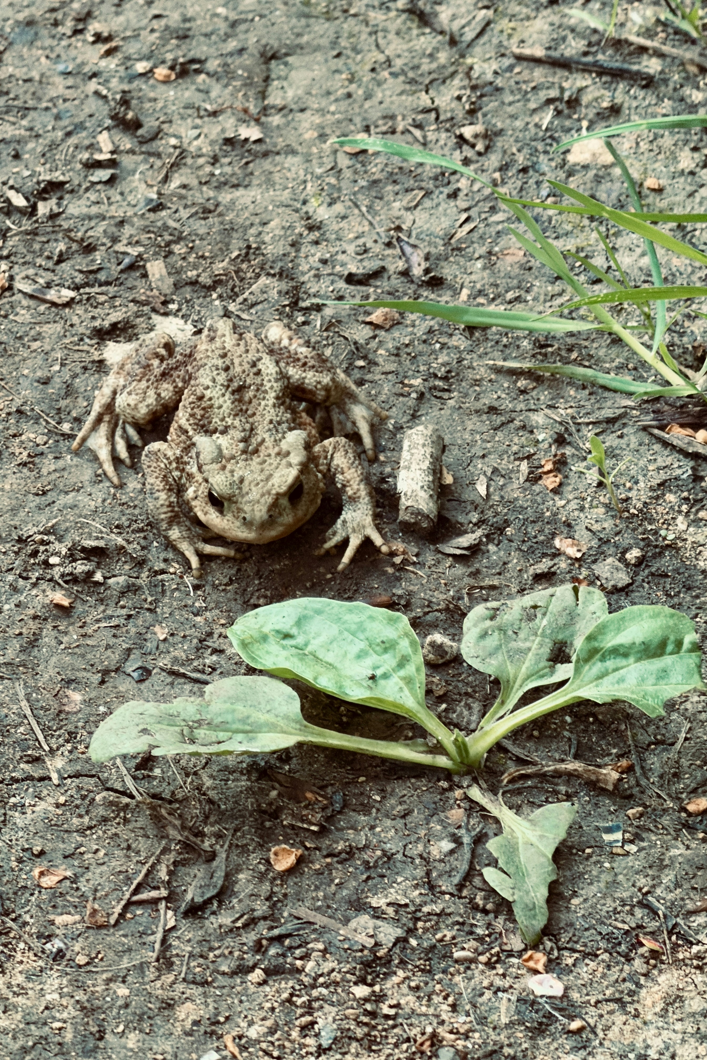 Toad by the Veggie Runner: A Ground-Level Encounter