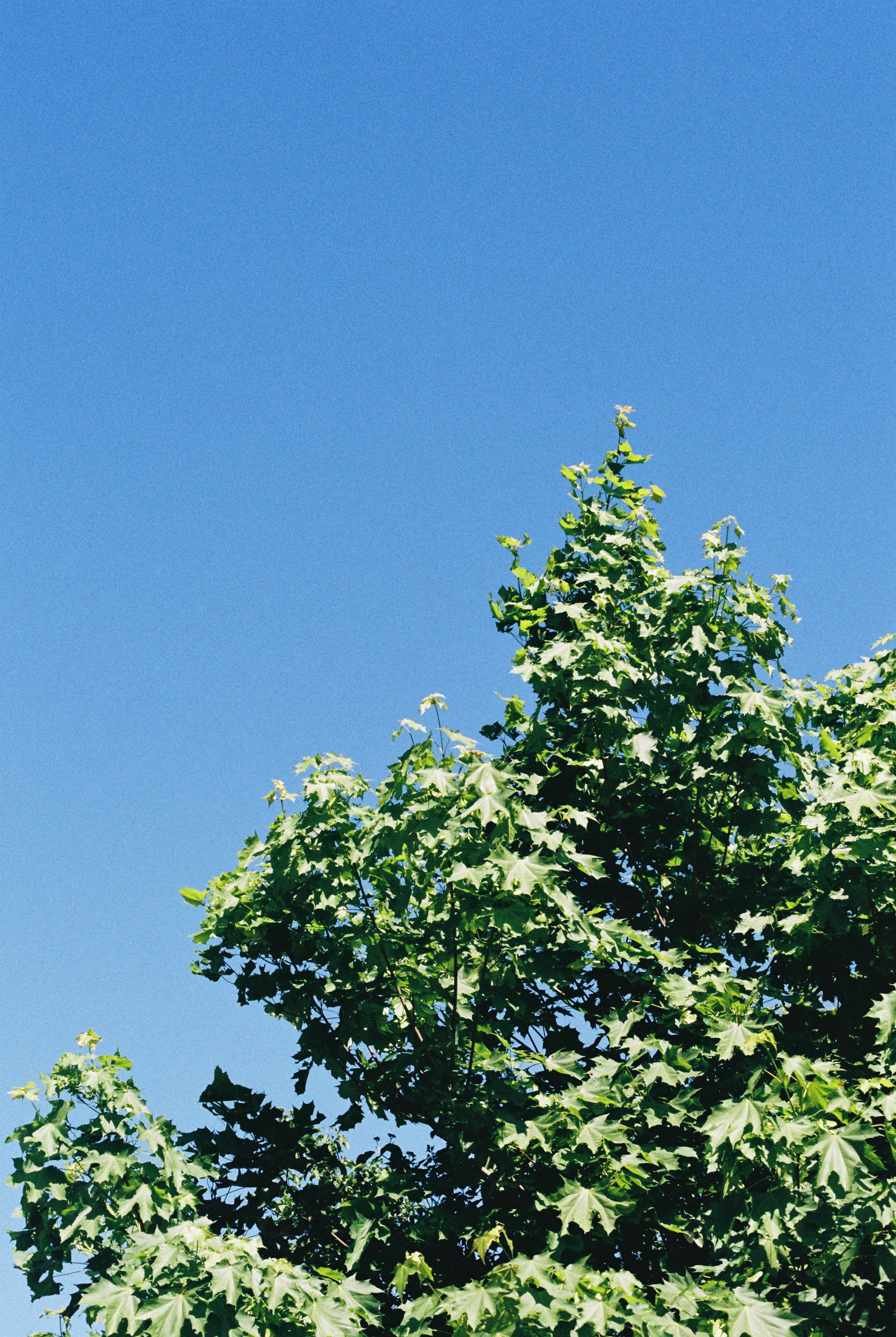 Verdant Crown Under a Crisp Summer Sky