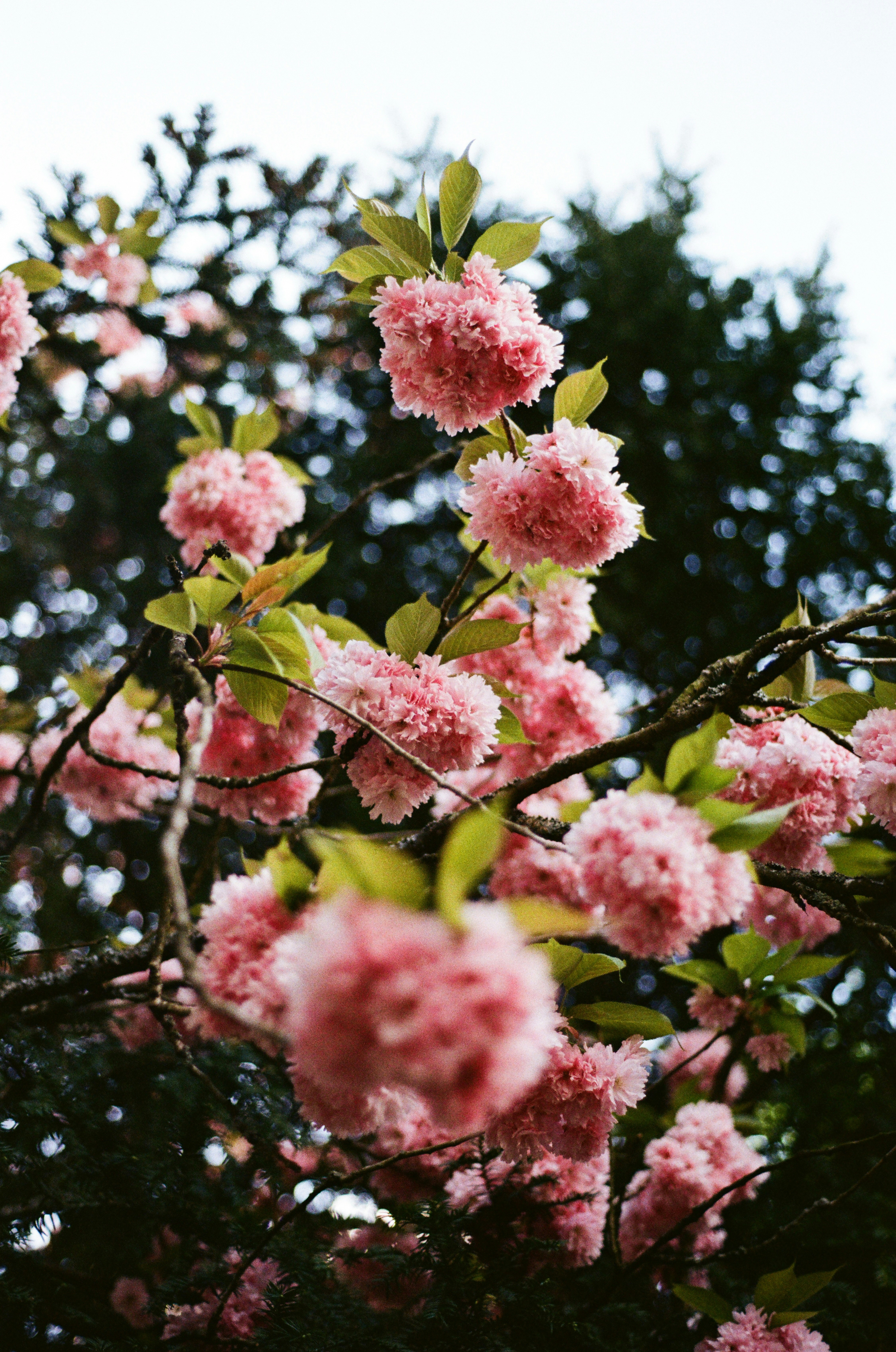 Spring | Unsplash