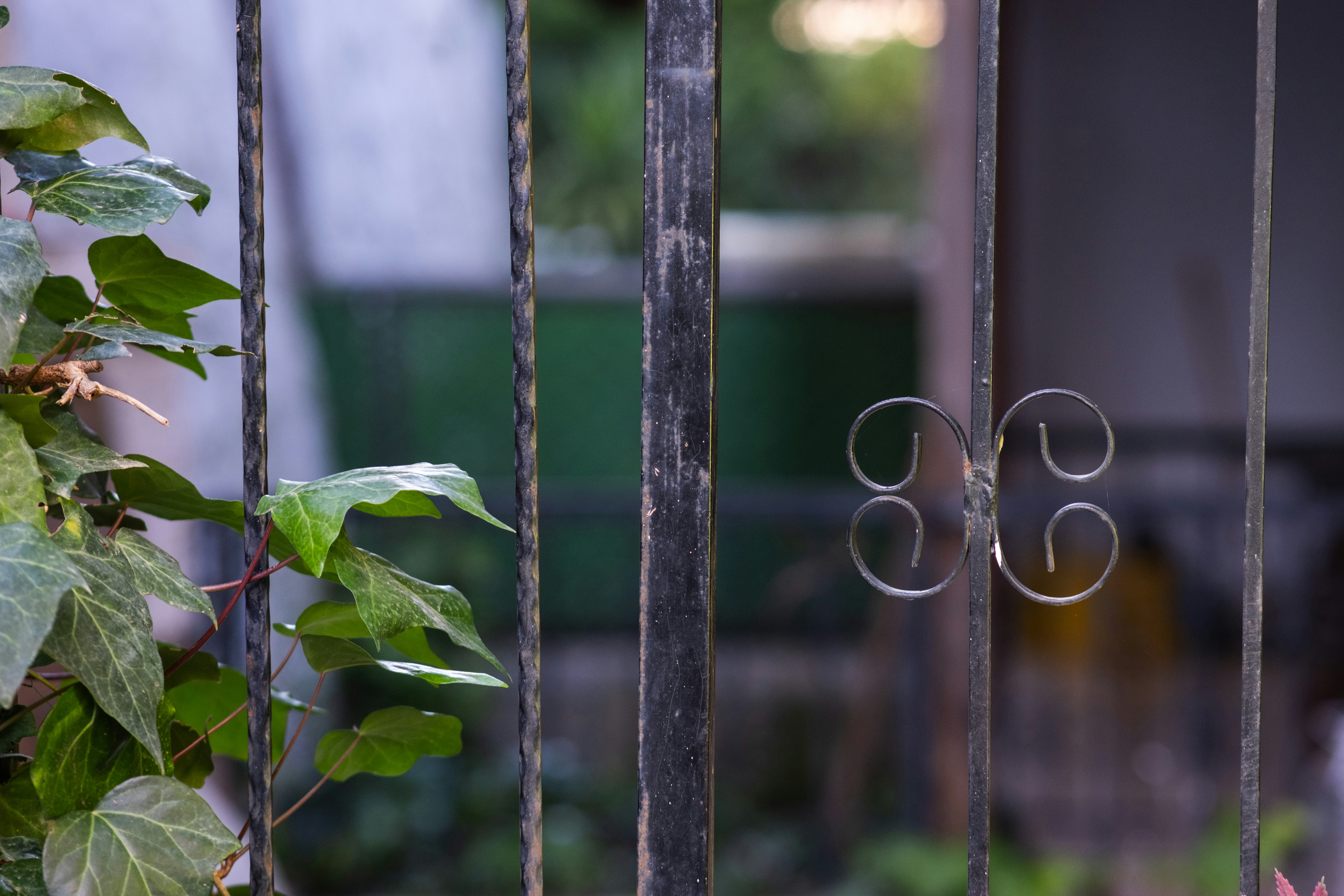 Iron Gate Meets Garden Vines