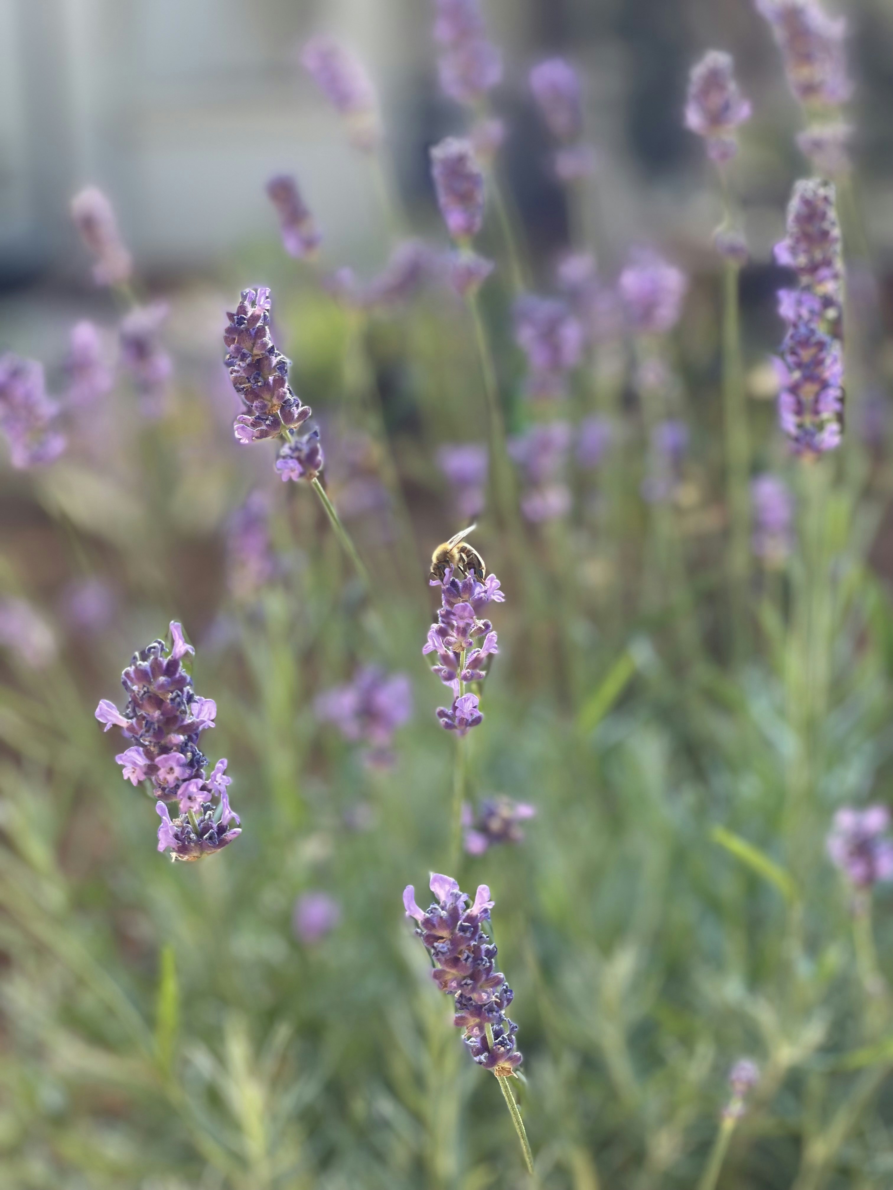 Lavender Stems in Soft Focus by Sunlit Garden