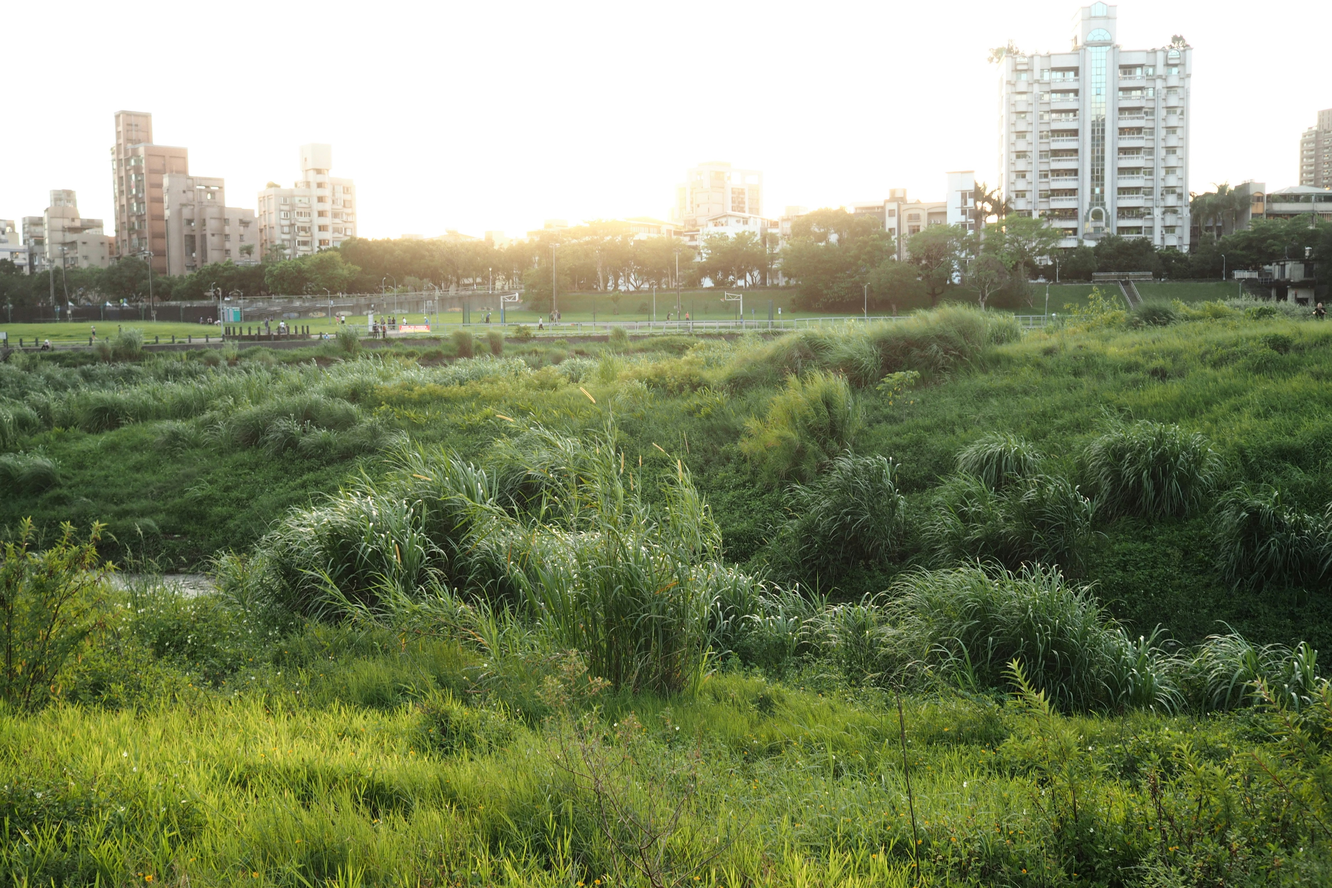 Sunlit River Meadow Overlook As City Scrims the Horizon