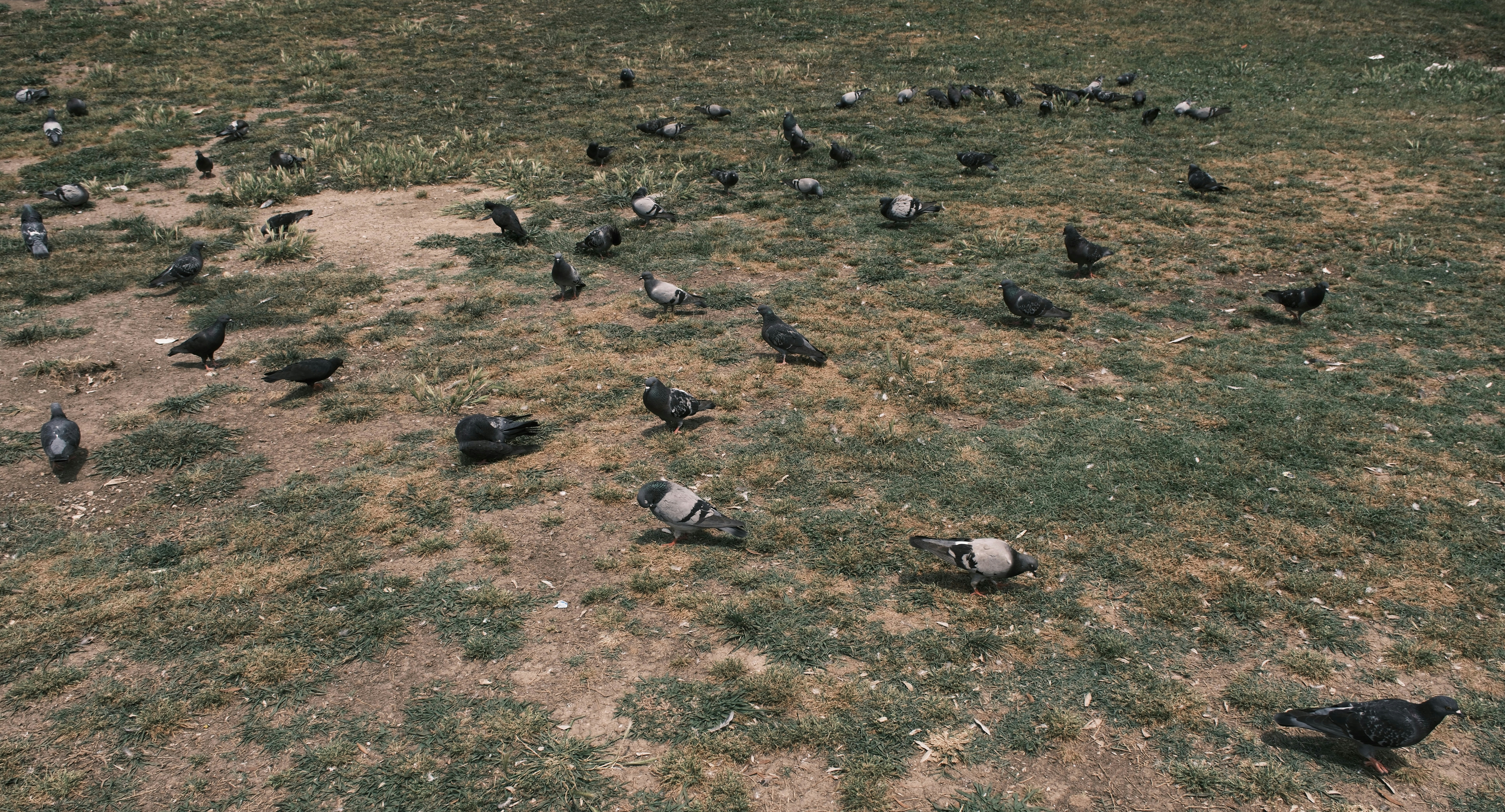Crowd of pigeons pecking across a sunlit patchy field
